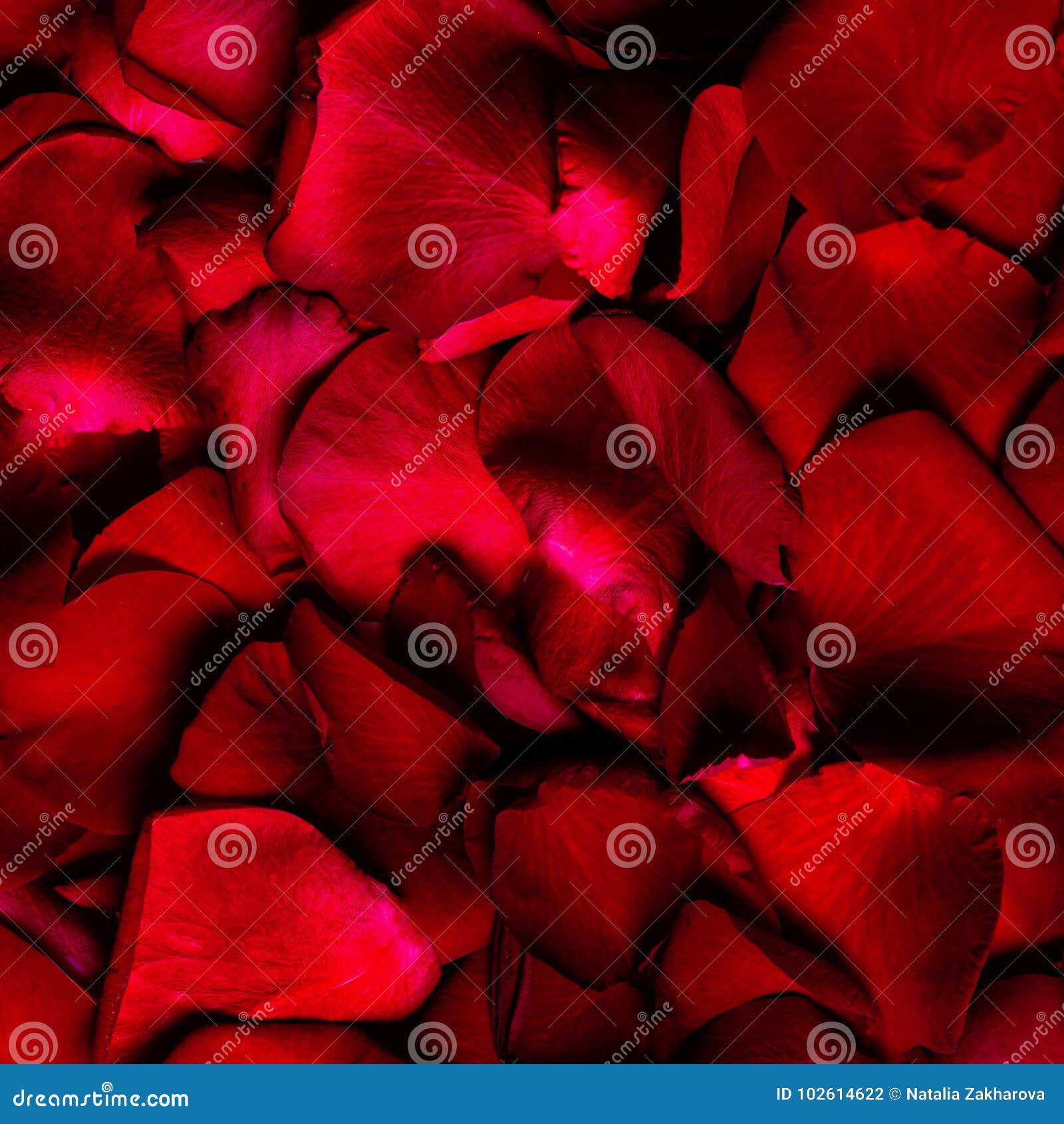 Background of Beautiful Red Rose Petals Close Up Macro Stock Photo ...