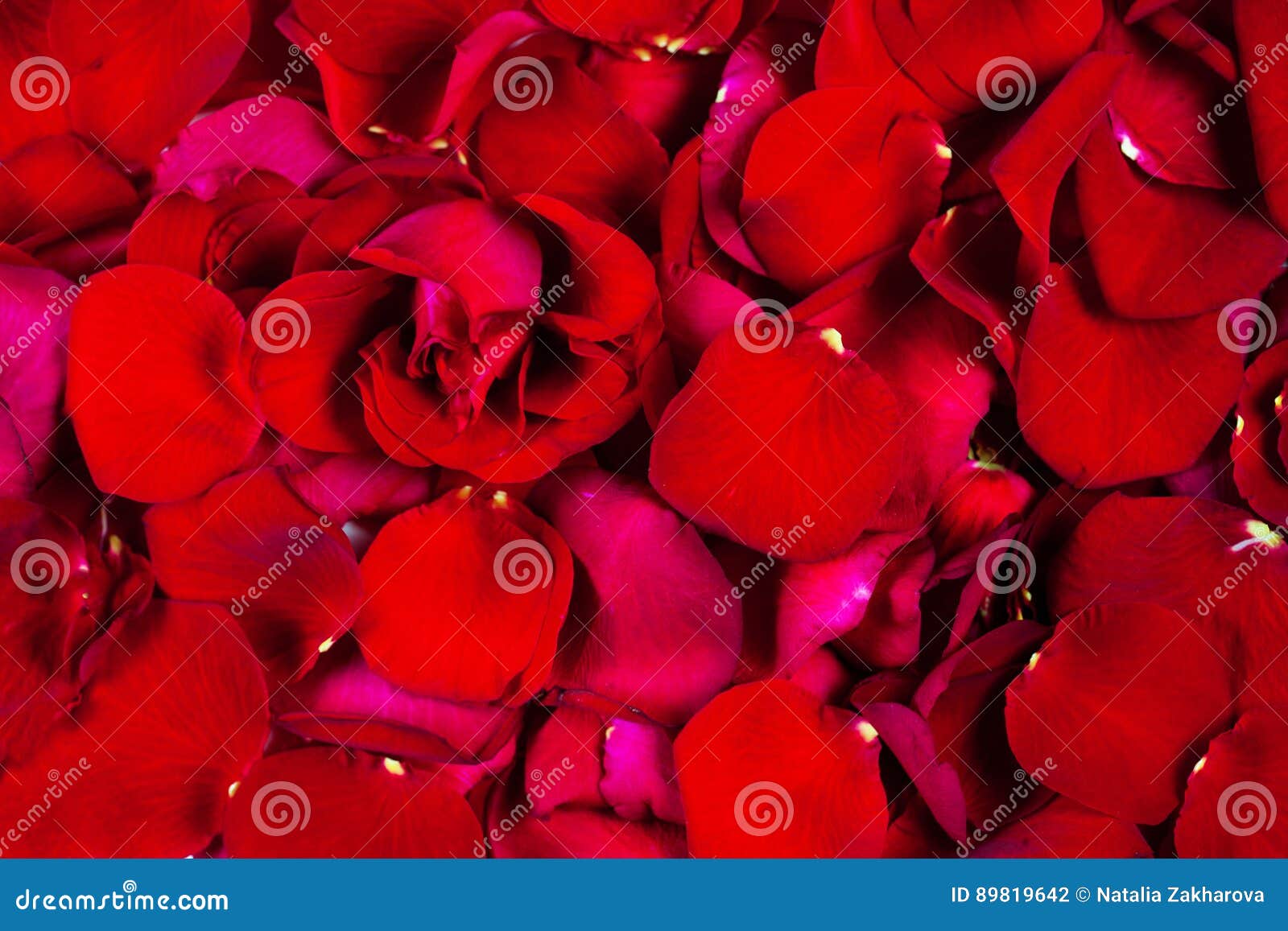 Background of Beautiful Red Rose Petals Close Up Macro Stock Photo ...