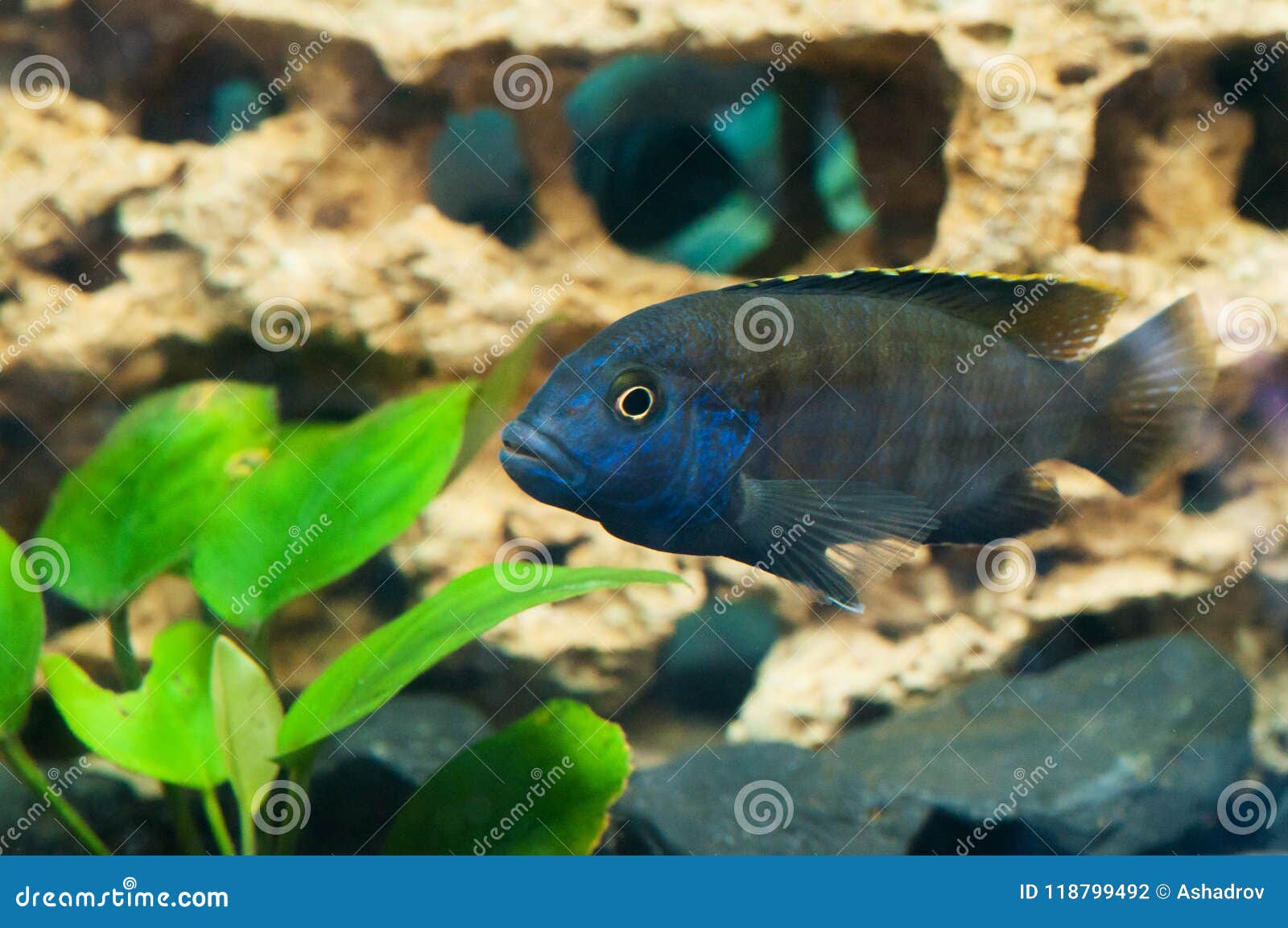 Background with Beautiful Turquoise Aquarian Small Fish. Stock Photo ...
