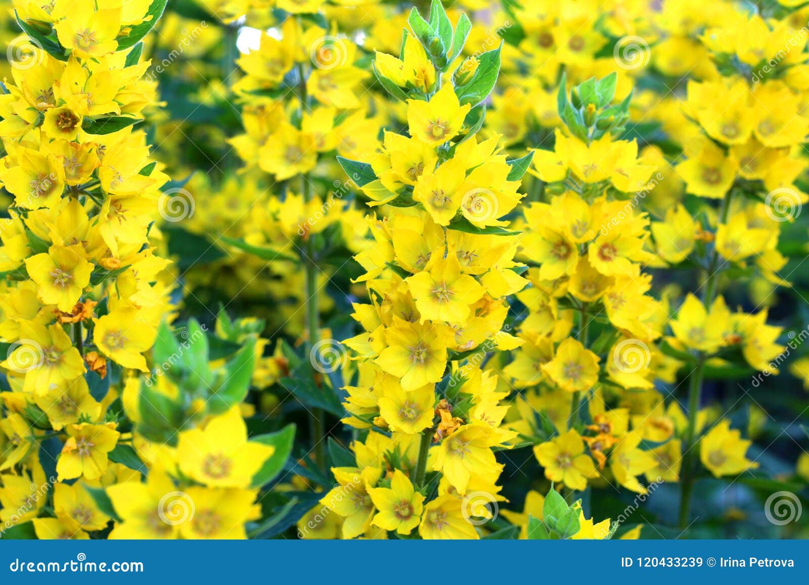 Beautiful Yellow Bells Blooming in the Garden. Stock Image - Image of ...