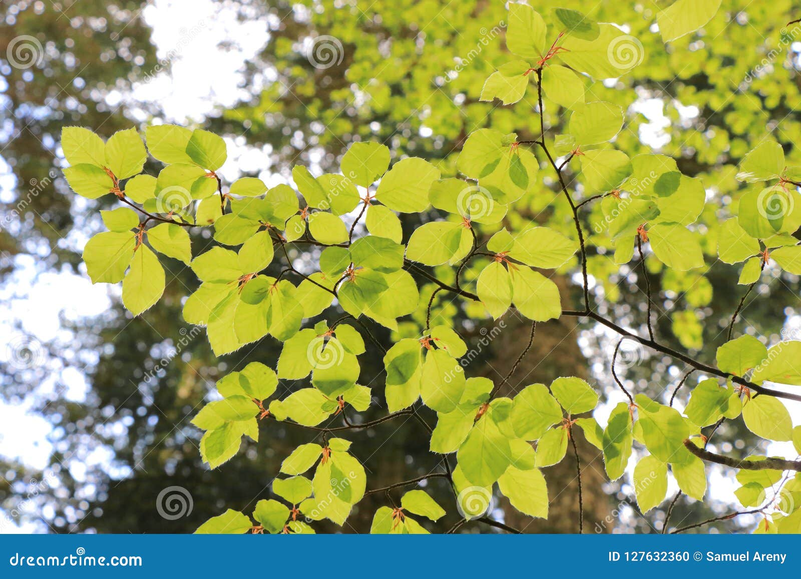 Background of Beech Foliage in Forest Stock Photo - Image of spring ...