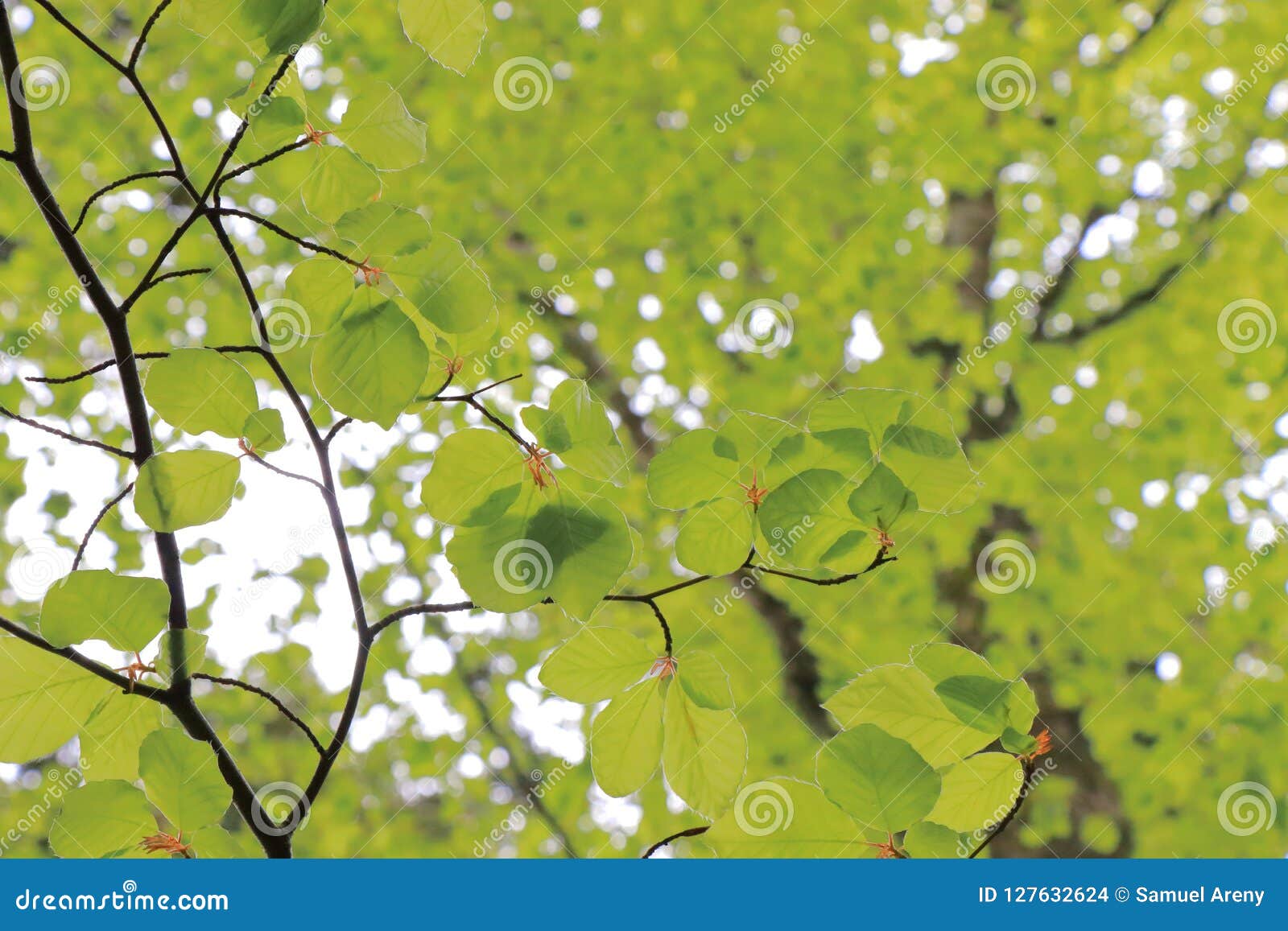 Background of Beech Foliage in Forest Stock Photo - Image of beech ...