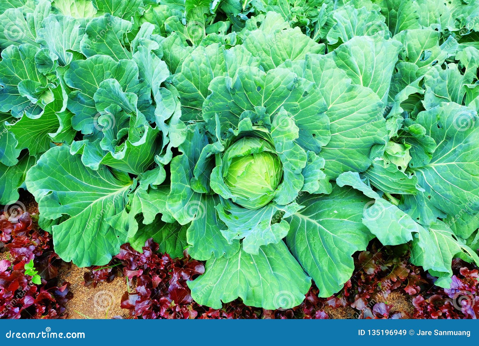 Background with a Big Fresh Cabbage Cabbage Closeup. Cabbage Cabbage on ...