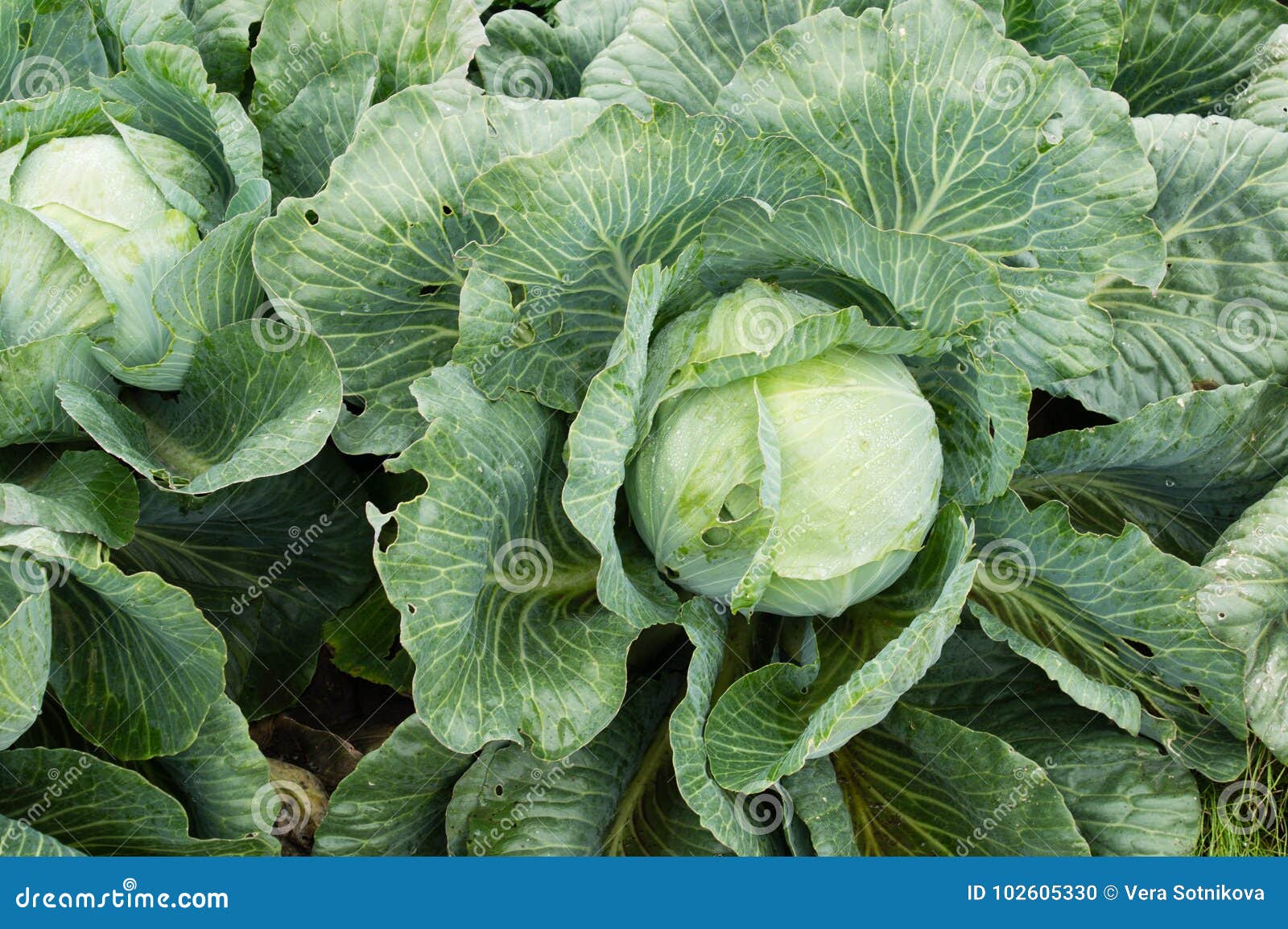 Background with a Big Fresh Cabbage Closeup. Cabbage on the Bed. Stock ...