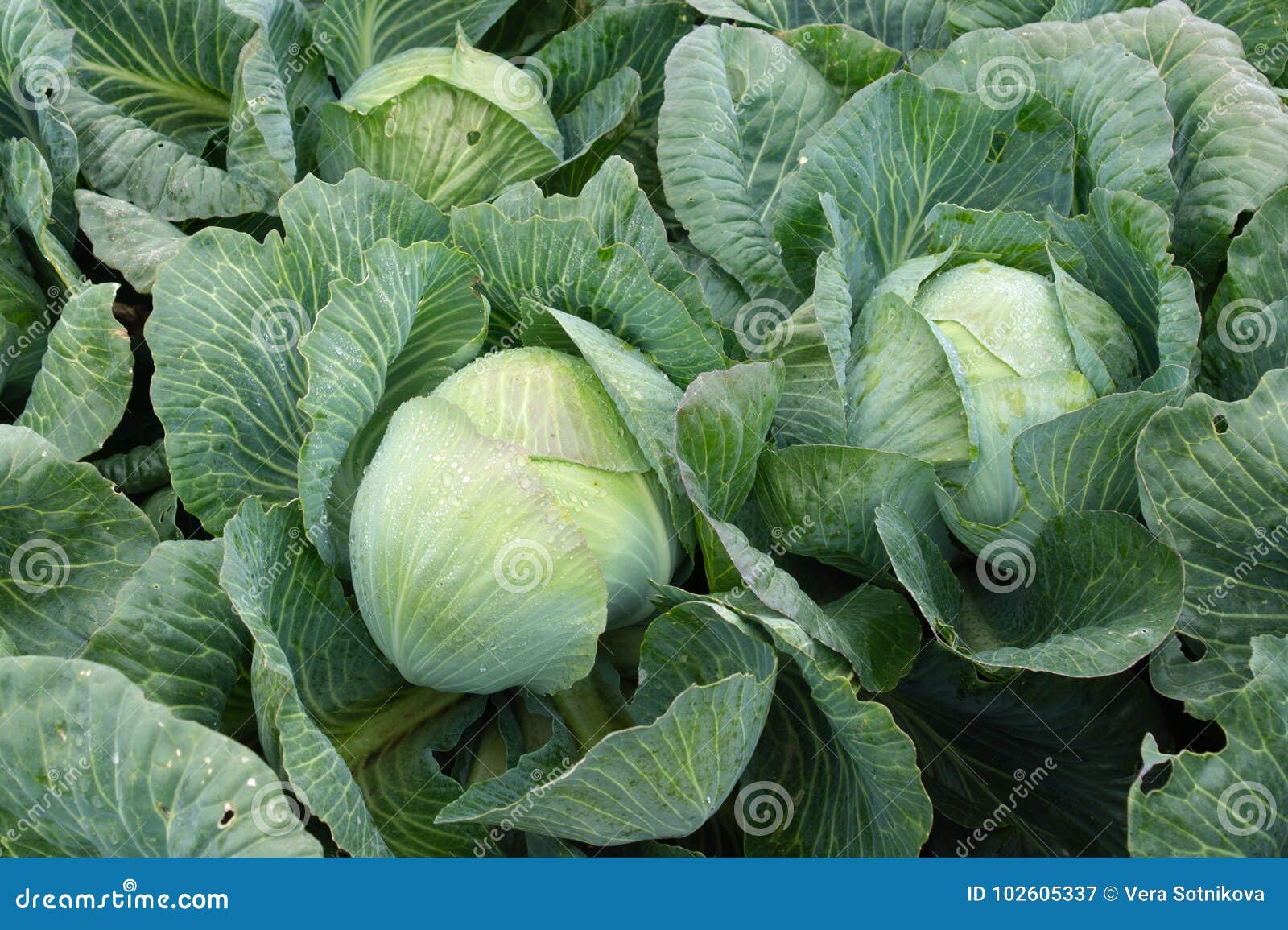 Background with a Big Fresh Cabbage Closeup. Cabbage on the Bed. Stock ...