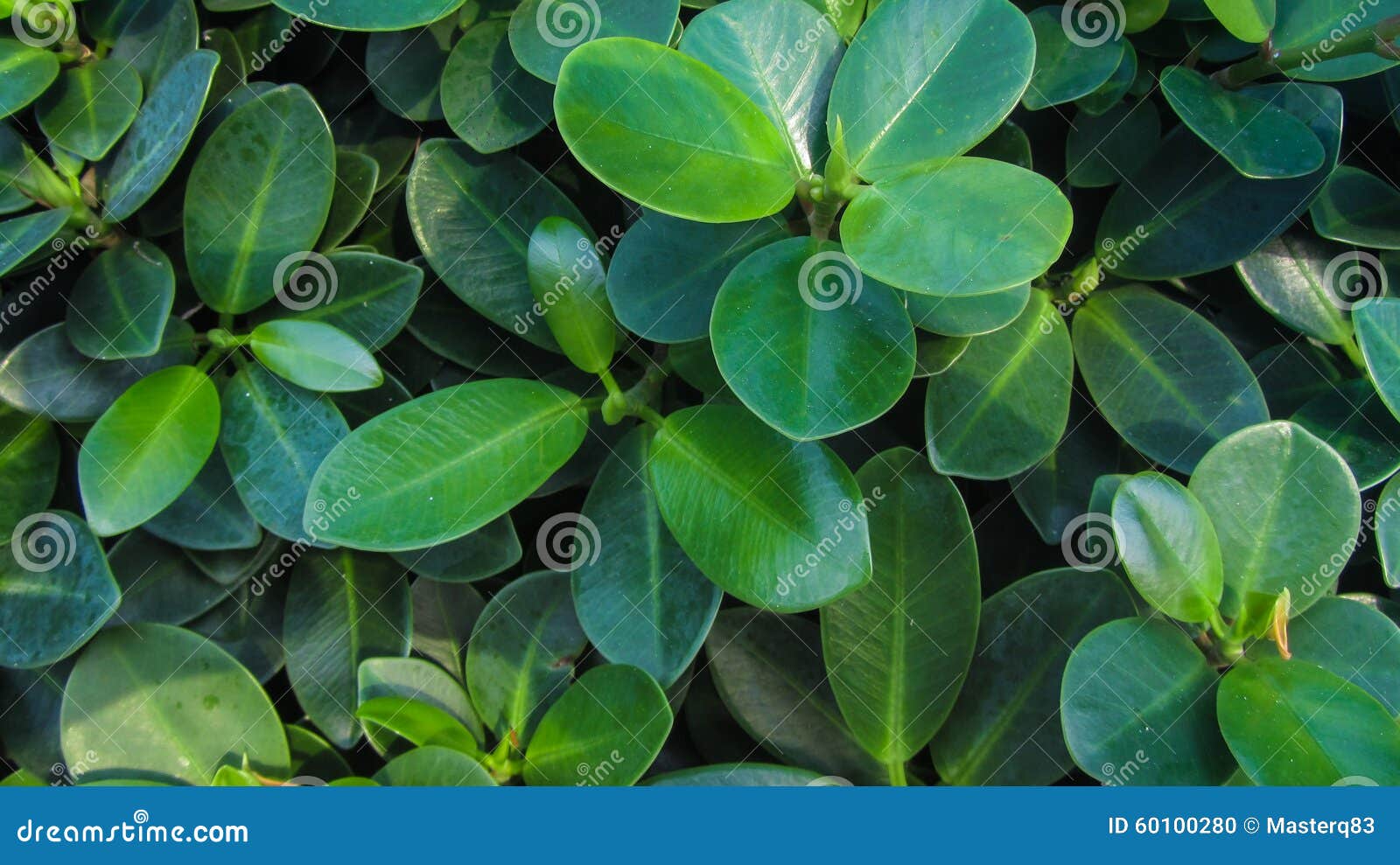 Background Big Shiny Leaves Stock Photo - Image of green, rural: 60100280