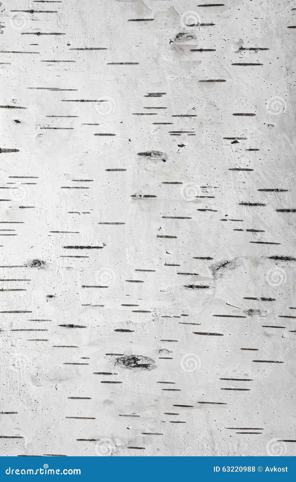 Birch Bark Texture Natural Background Paper Close-up / Birch Tree Wood ...