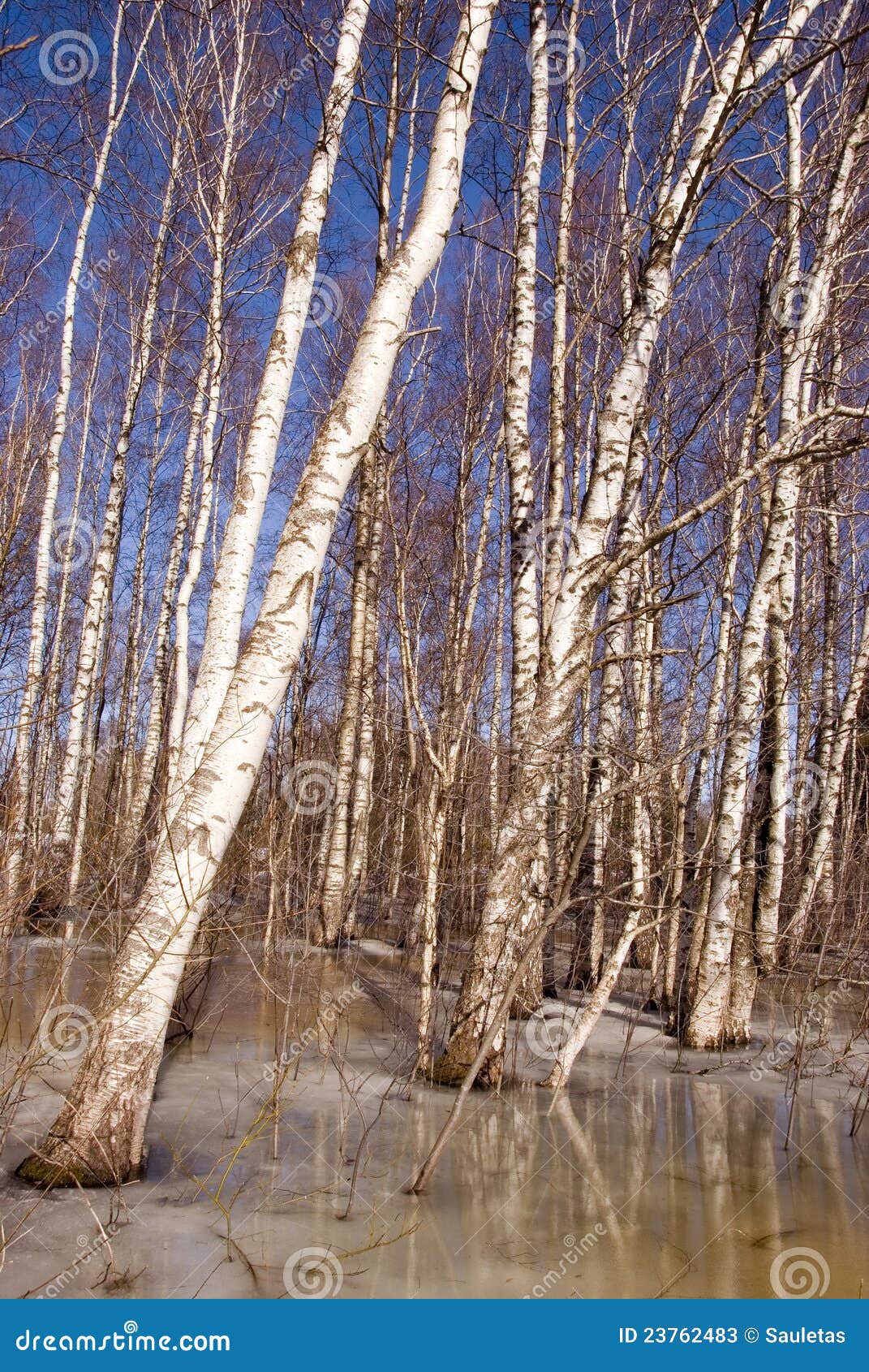 Background Birch Tree Forest Snow Defrost Spring Stock Image - Image of ...
