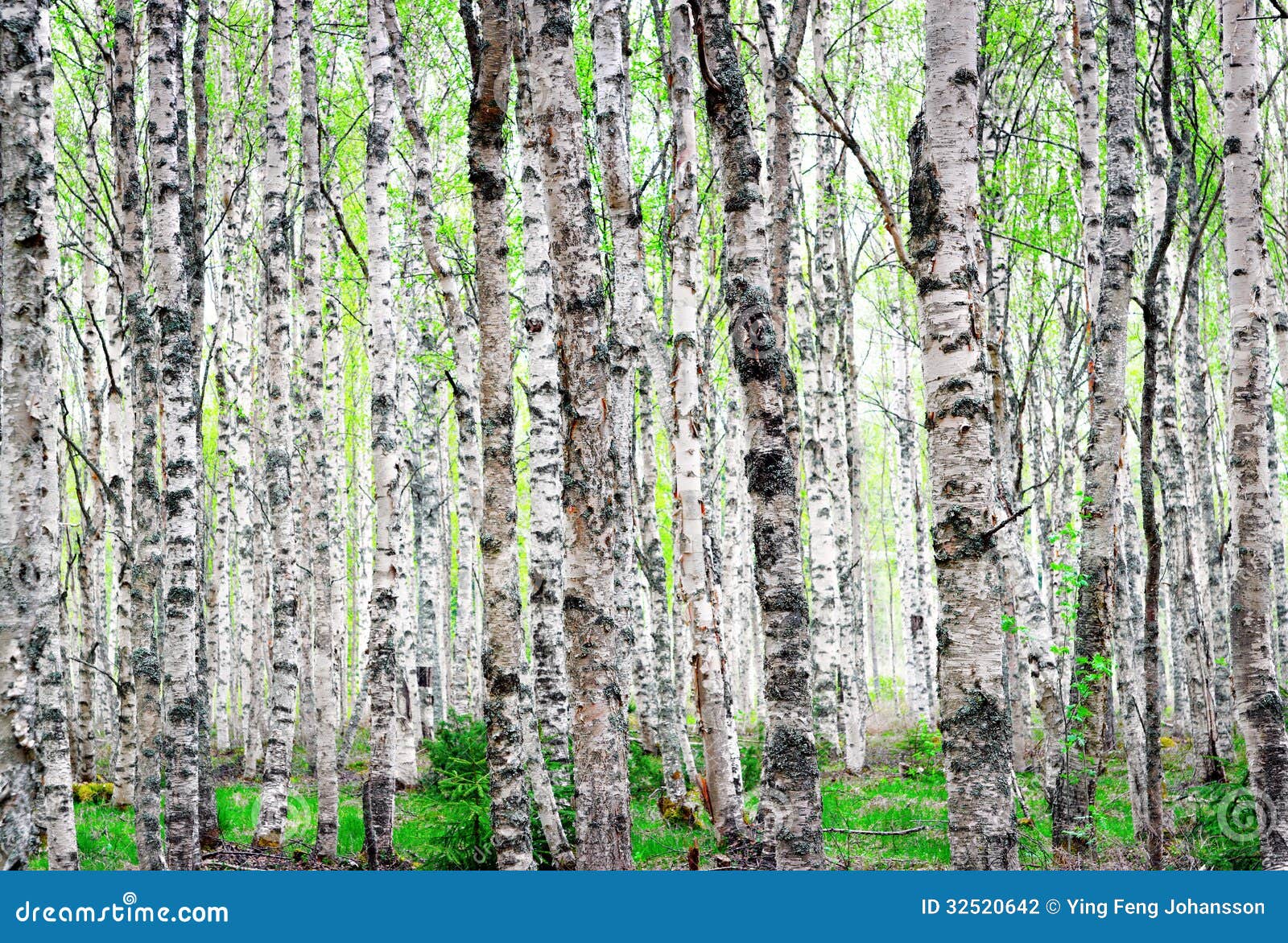 Background of birch trees stock photo. Image of scandinavian - 32520642