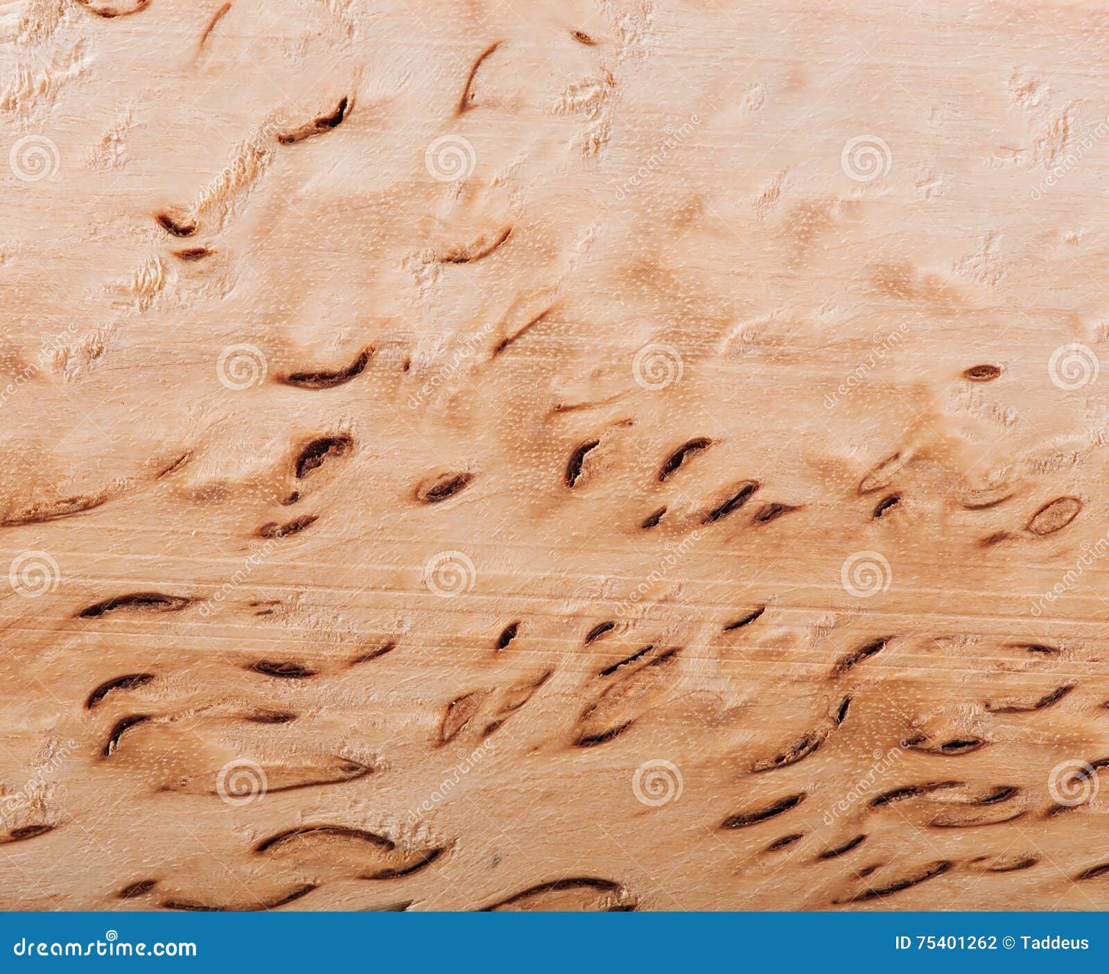 Background of birch wood stock photo. Image of textured - 75401262