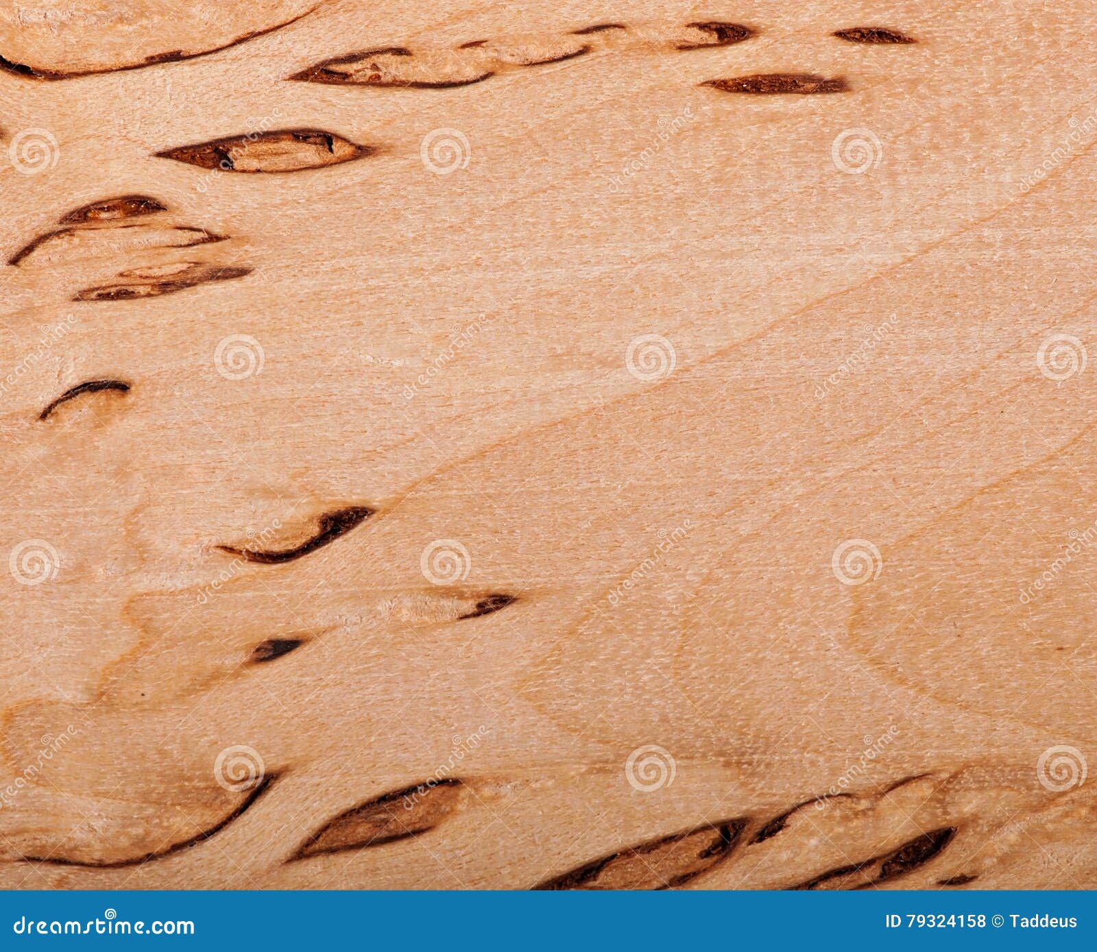 Background of birch wood. stock photo. Image of decor - 79324158