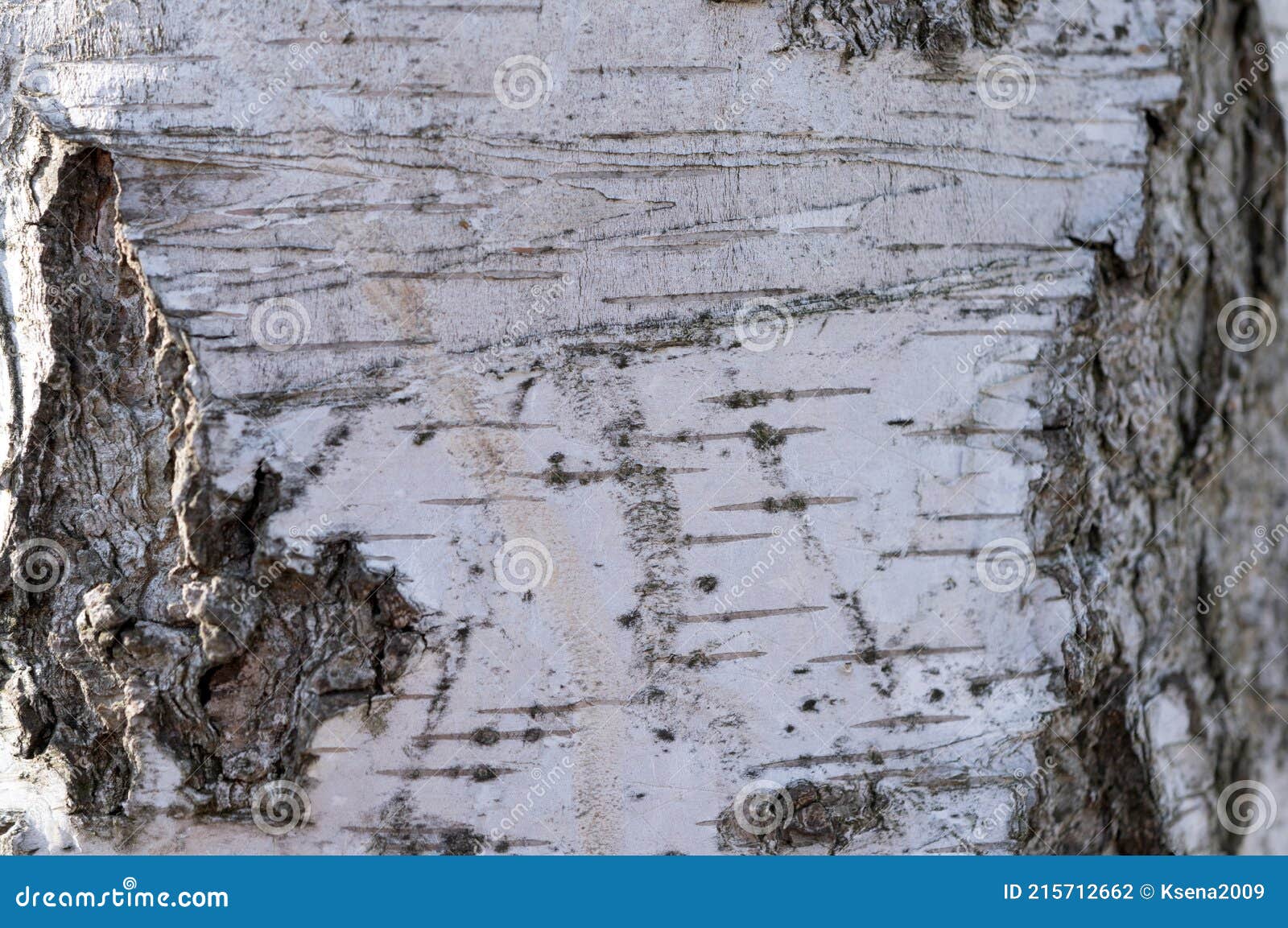 Background of Birch Wood Texture Closeup Stock Photo - Image of birch ...