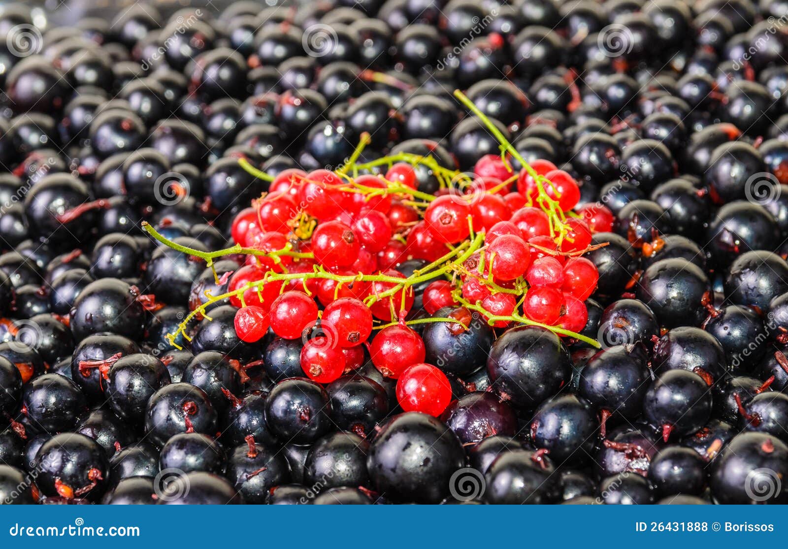 The Background of the Black Currant Stock Photo - Image of ecology ...