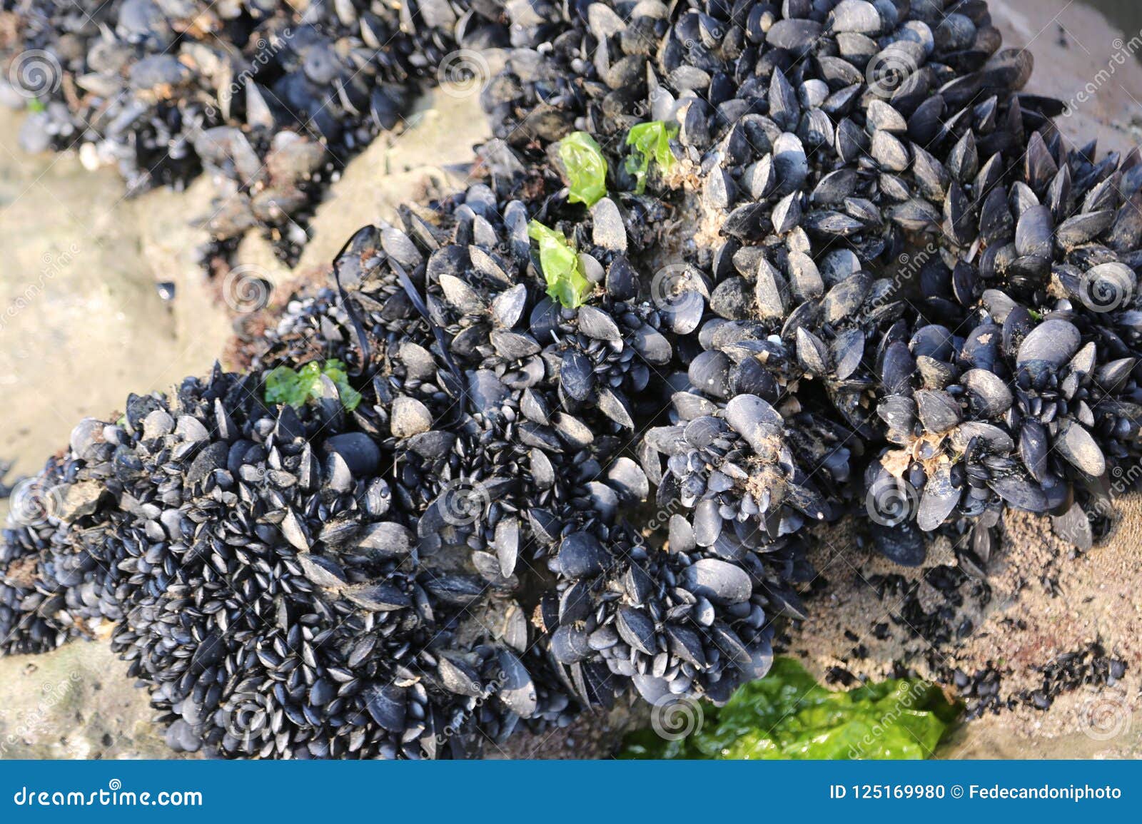 Background of Black Mussels on the Rock Stock Photo - Image of mollusks ...