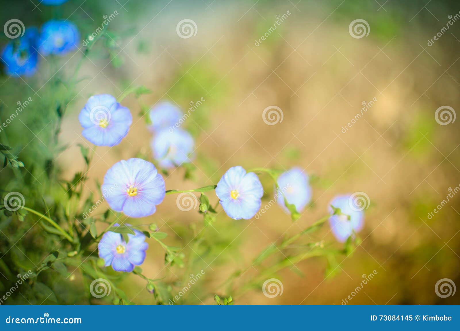 Background of Blooming Blue Flax Stock Image - Image of flax ...