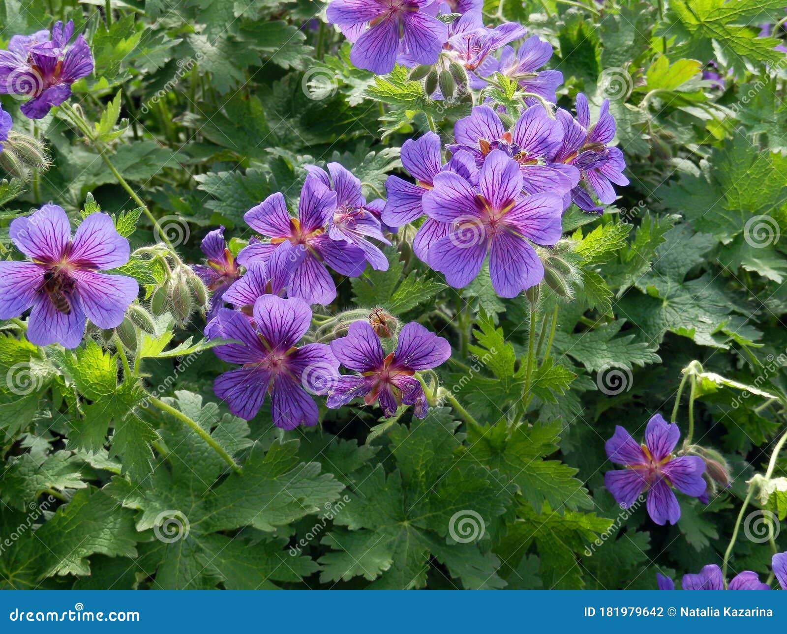 Background of Blooming Blue Purple Garden Geranium with Bees Stock ...