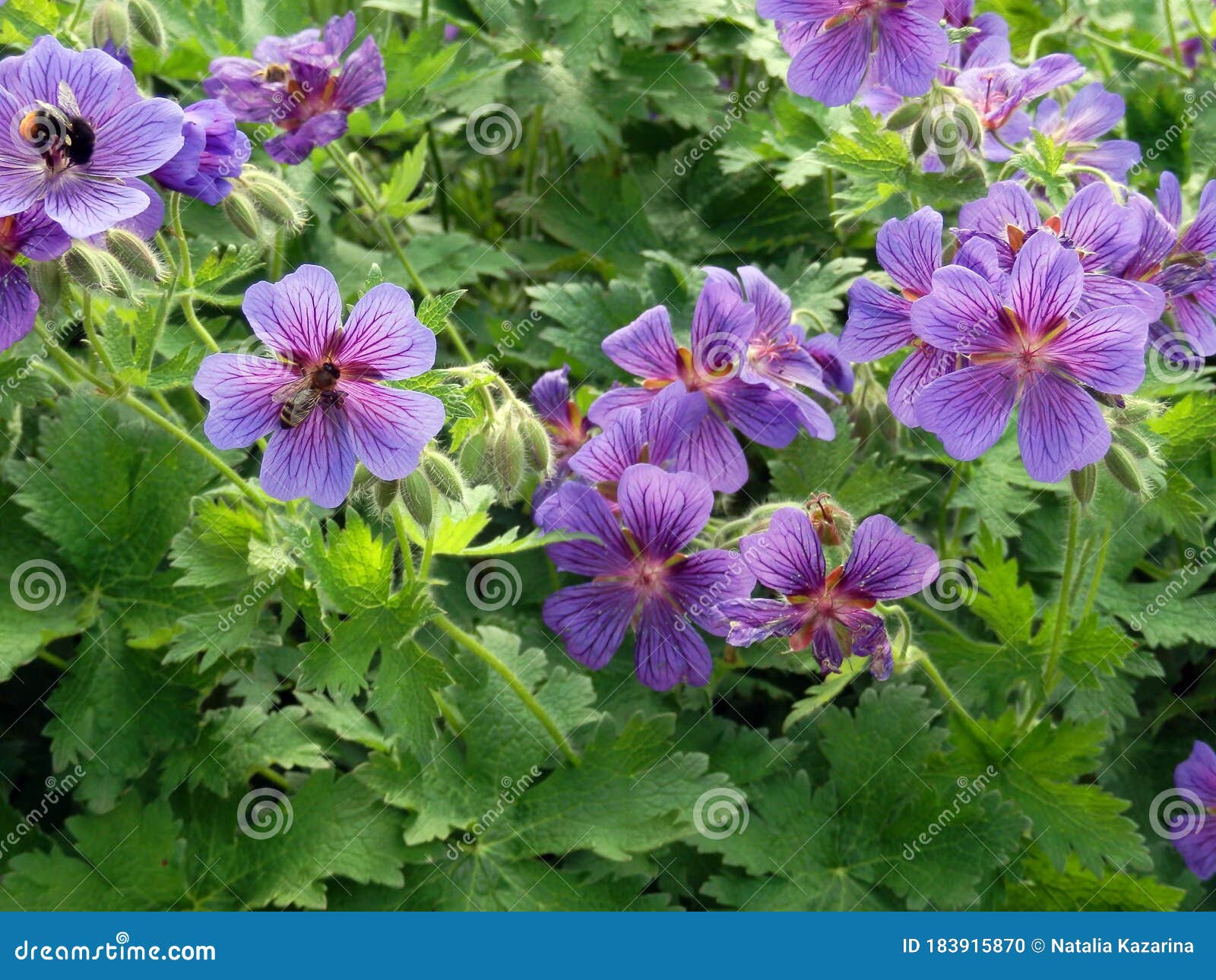 Background of Blooming Blue Purple Garden Geranium with Bees Stock ...