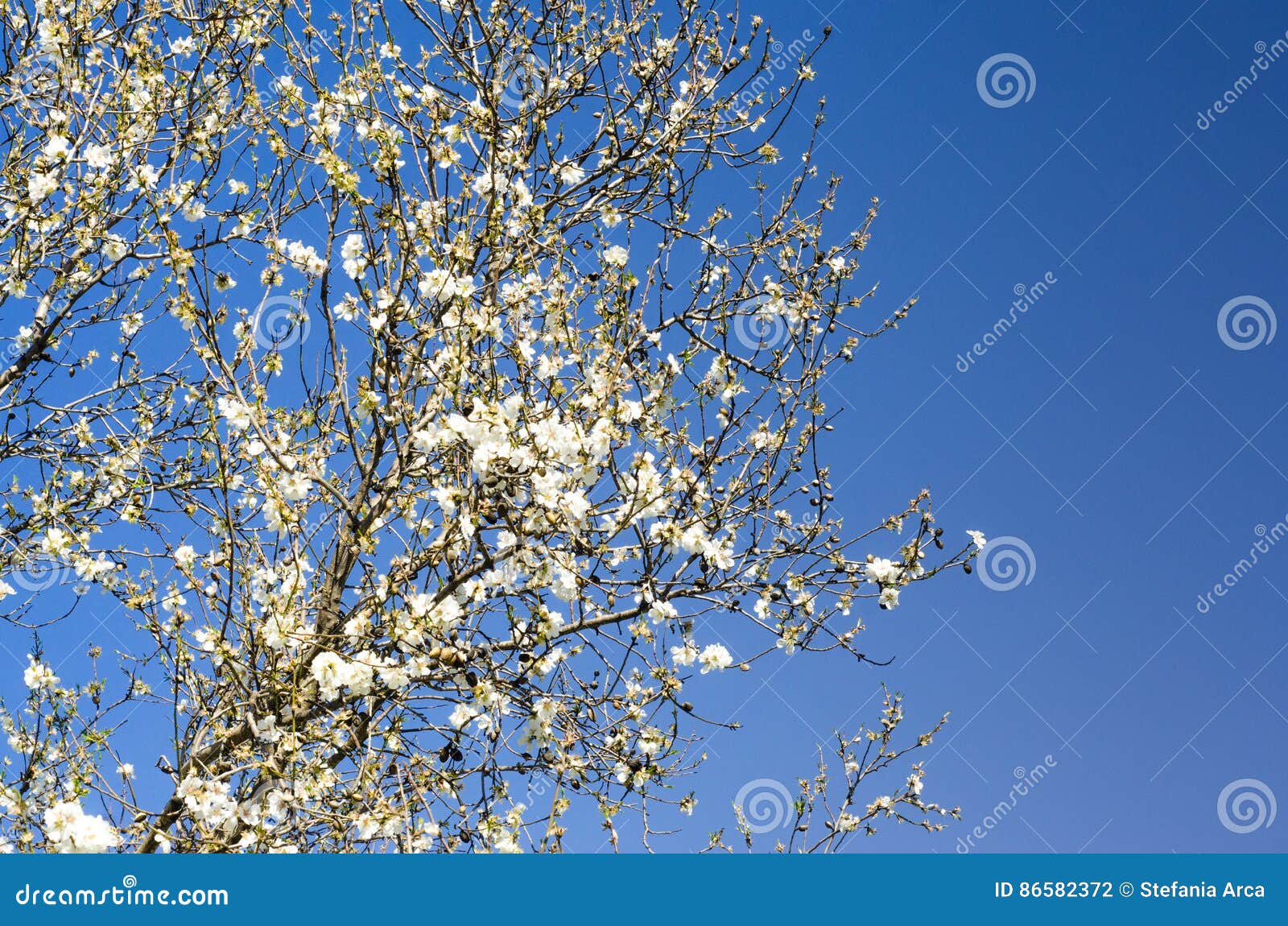 Background of Blooming Branches of an Almond Tree Stock Photo - Image ...