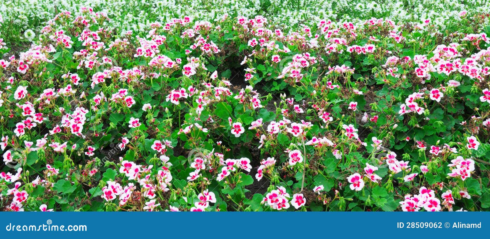 Background of Blooming Geraniums Stock Photo - Image of blossoming ...