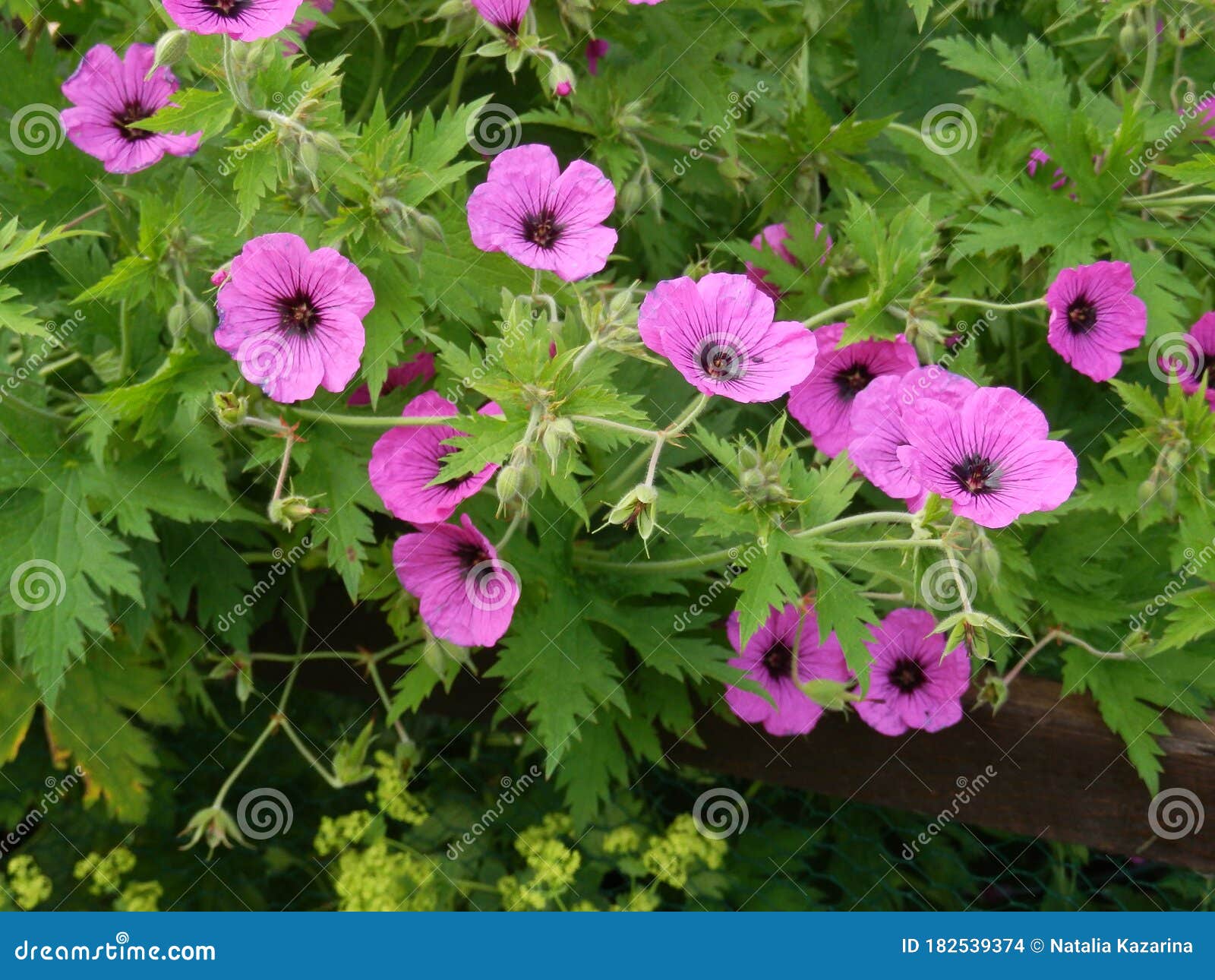 Background of Blooming Pink Garden Geranium on a Blurred Background ...