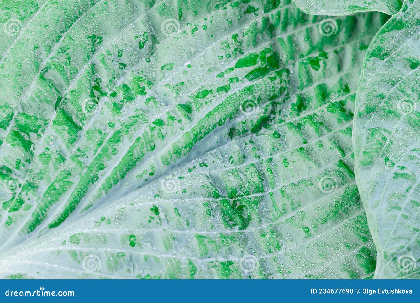 Background of a Blue, Bluish Leaf of a Plant with a White Wax Coating ...