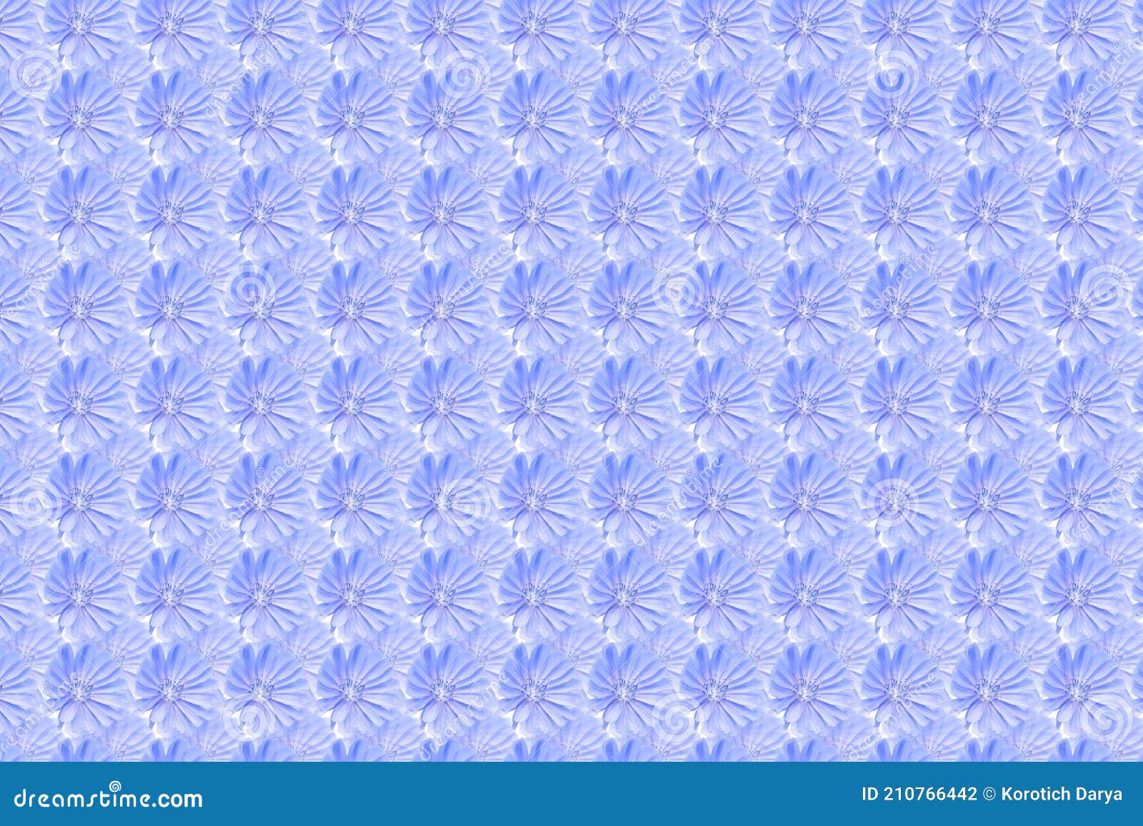 Background of Blue Chicory Flowers Stock Photo - Image of chicory ...