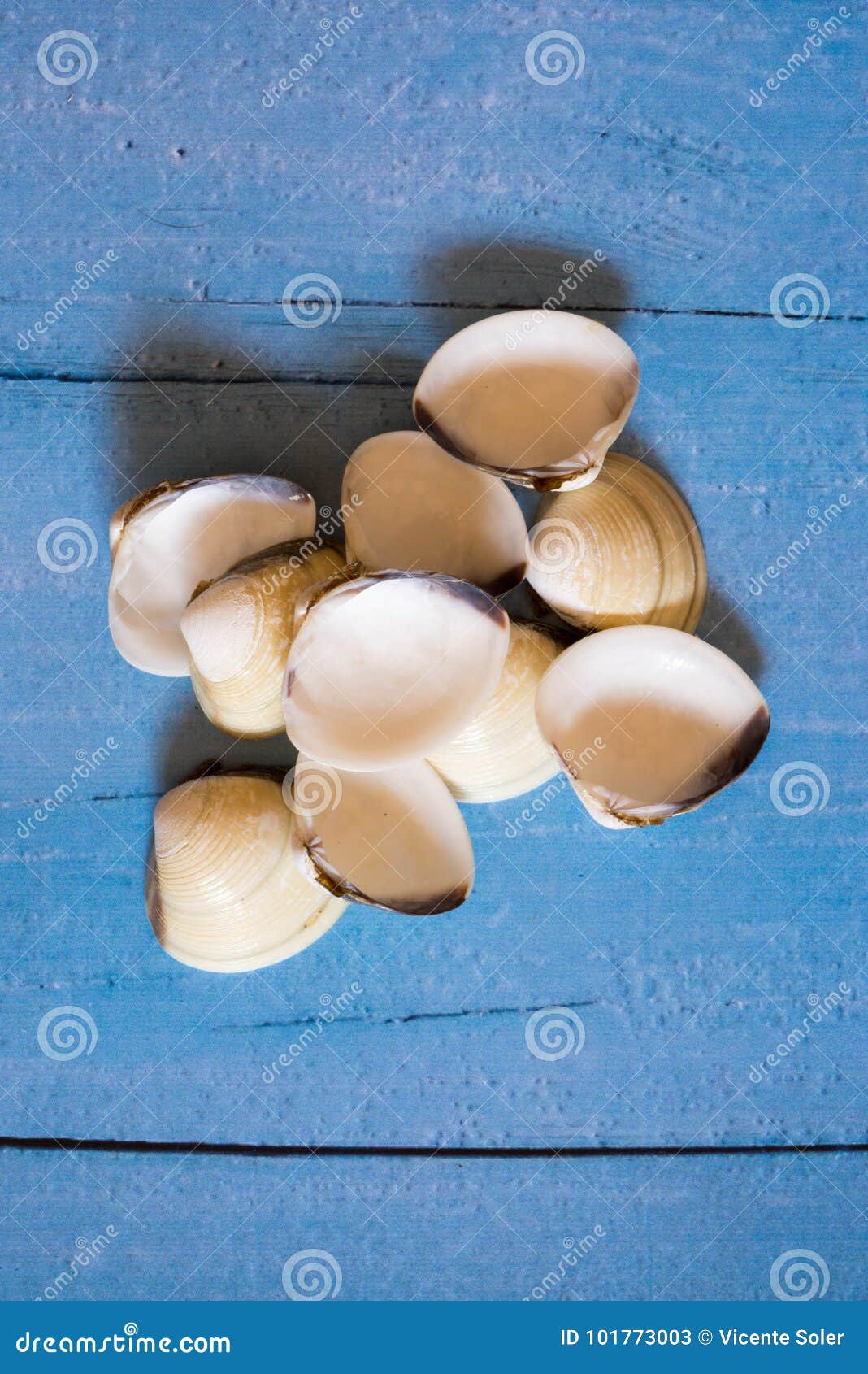 A Background of a Blue Color with Several Seashells Stock Image - Image ...