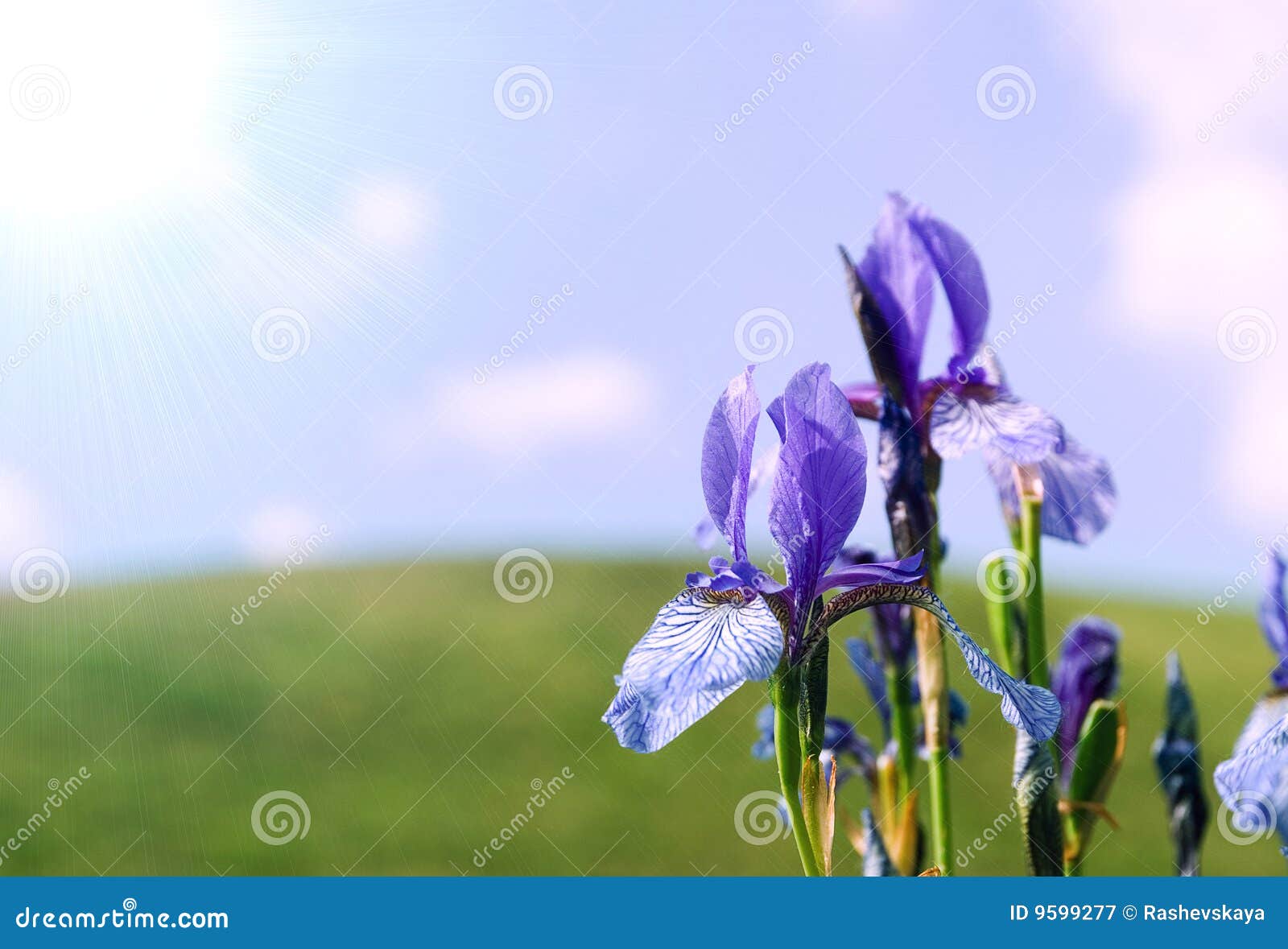 Background with blue iris stock image. Image of leaf, blooming - 9599277