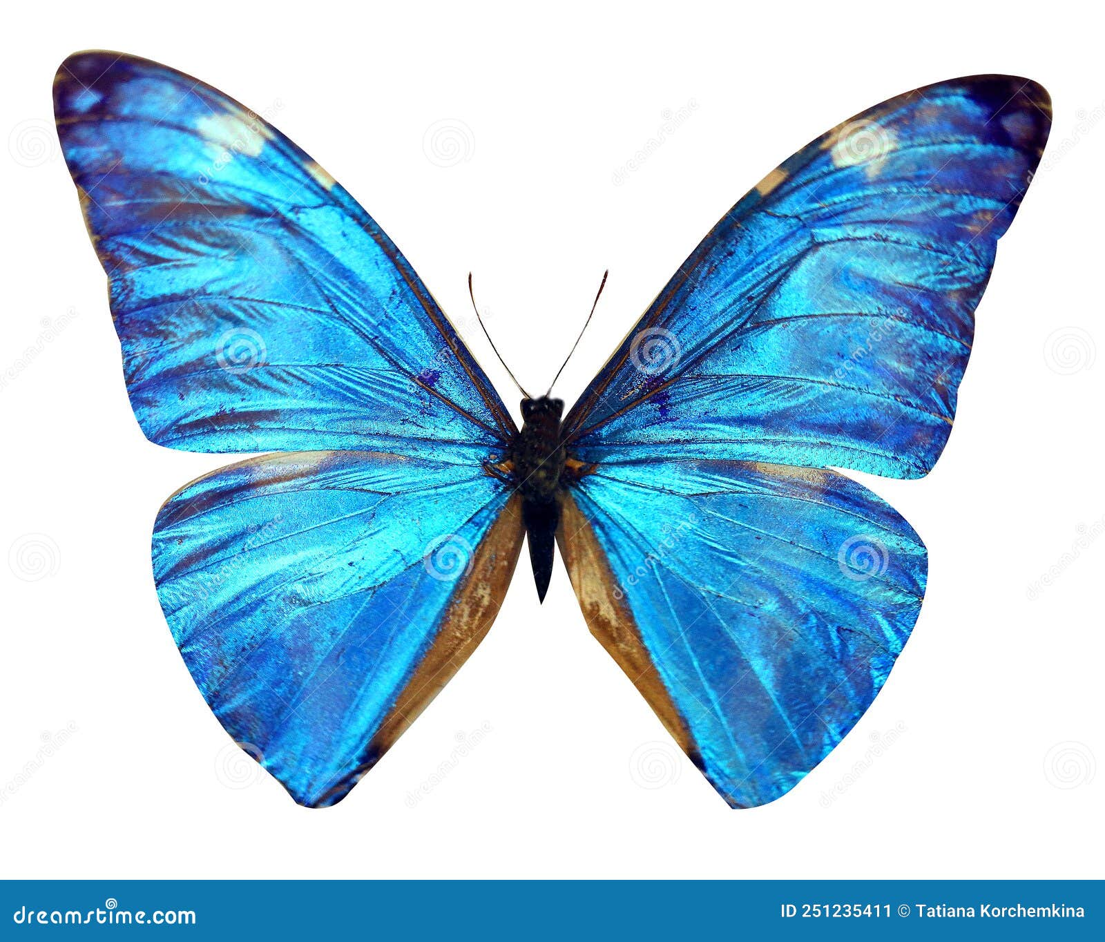 Background Blue Shiny Butterfly Stock Image - Image of isolated, design ...