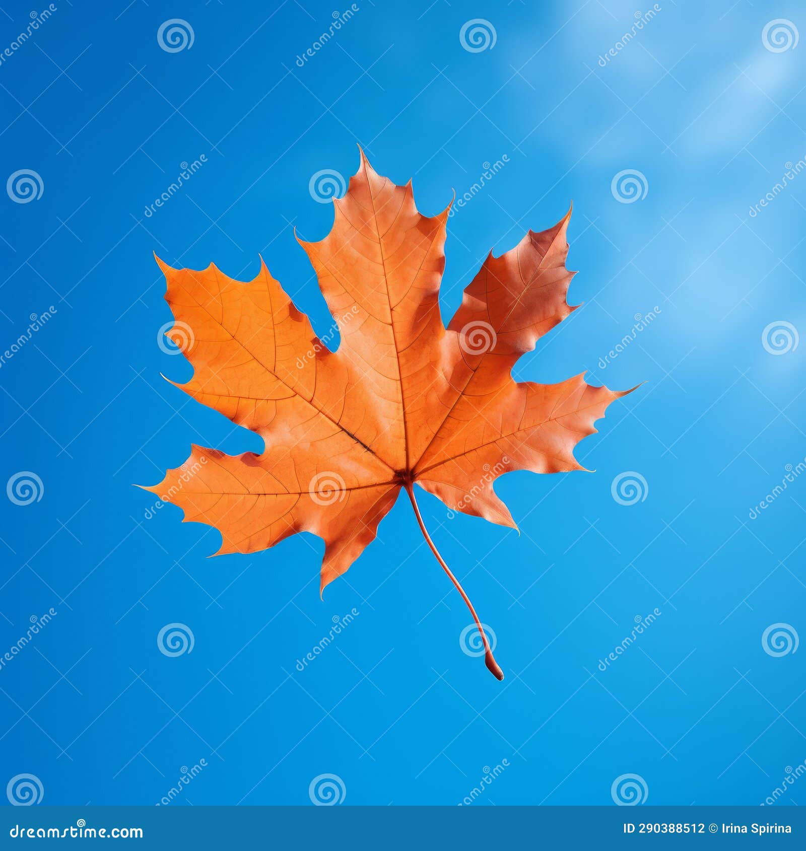 Maple Leaf Close-up. Minimalism. Stock Illustration - Illustration of ...