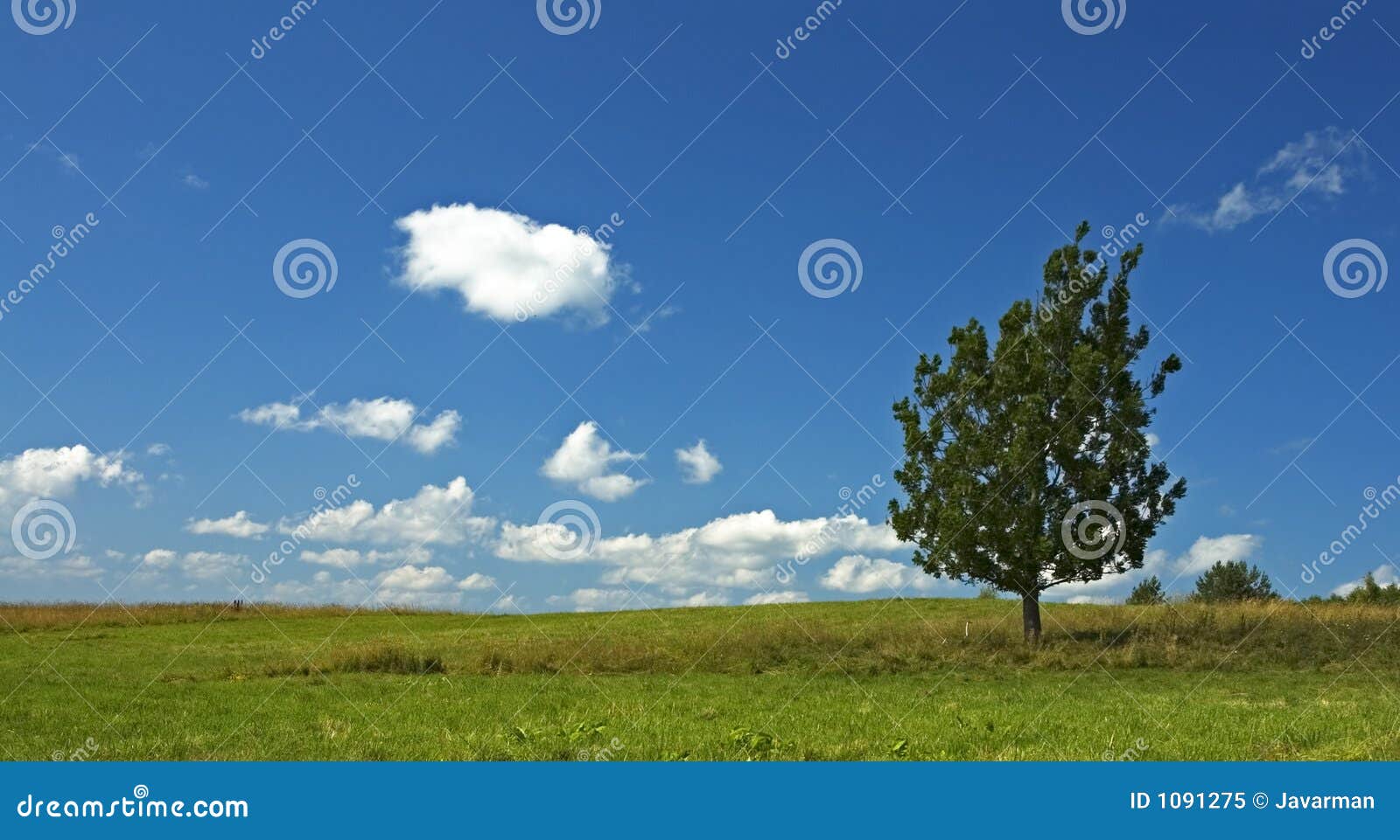 Background of Blue Sky and Tree Stock Image - Image of flora, ground ...