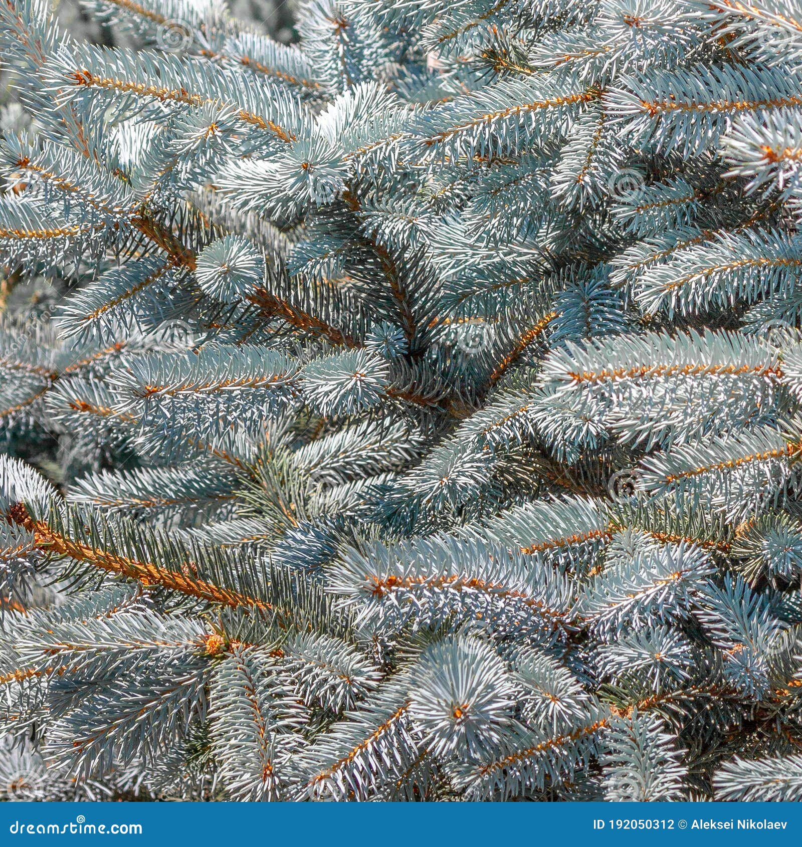 Background of Blue Spruce BranchesBackground of Branches of Blue Spruce ...