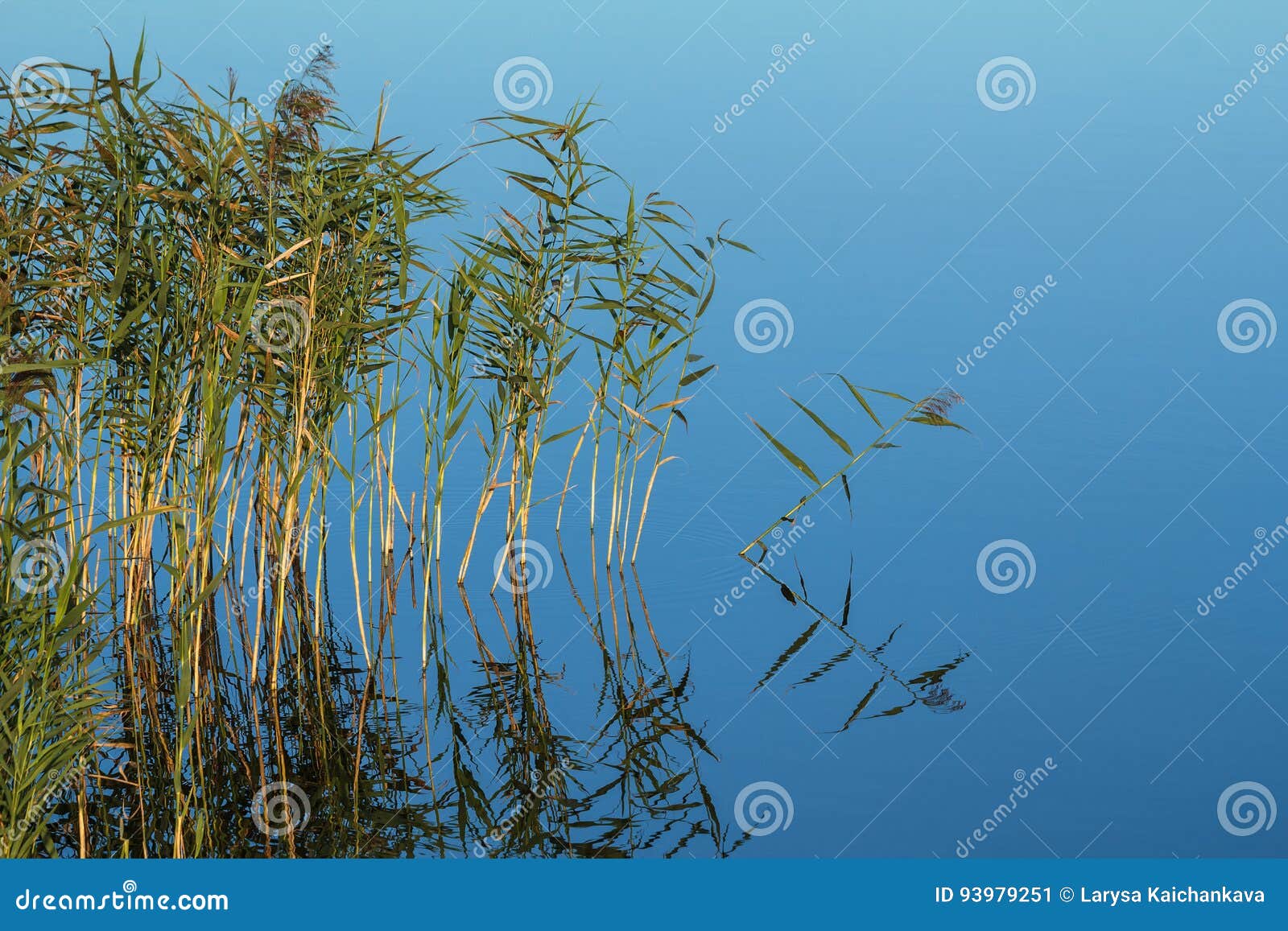 Background with Blue Water and Reeds. Stock Image - Image of background ...