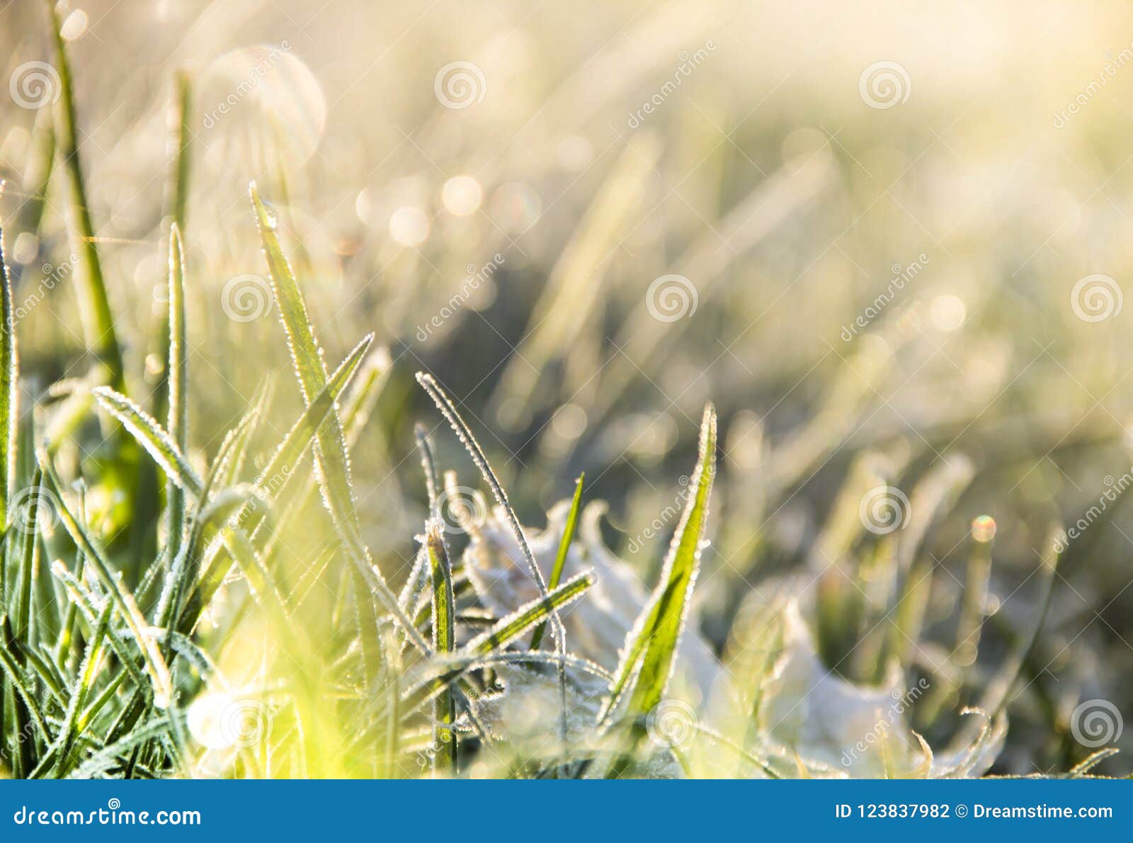 Background of a Blurred Green Grass in a Frost Bokeh Stock Photo ... Background of a Blurred Green Grass in a Frost Bokeh Stock Photo ...