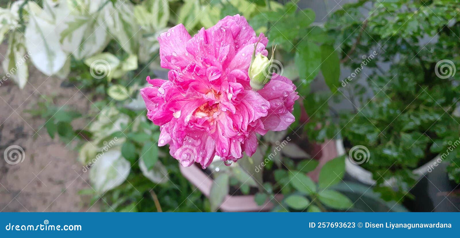 A Beautiful Light Pink Rose . Stock Image - Image of pink, shrub: 257693623