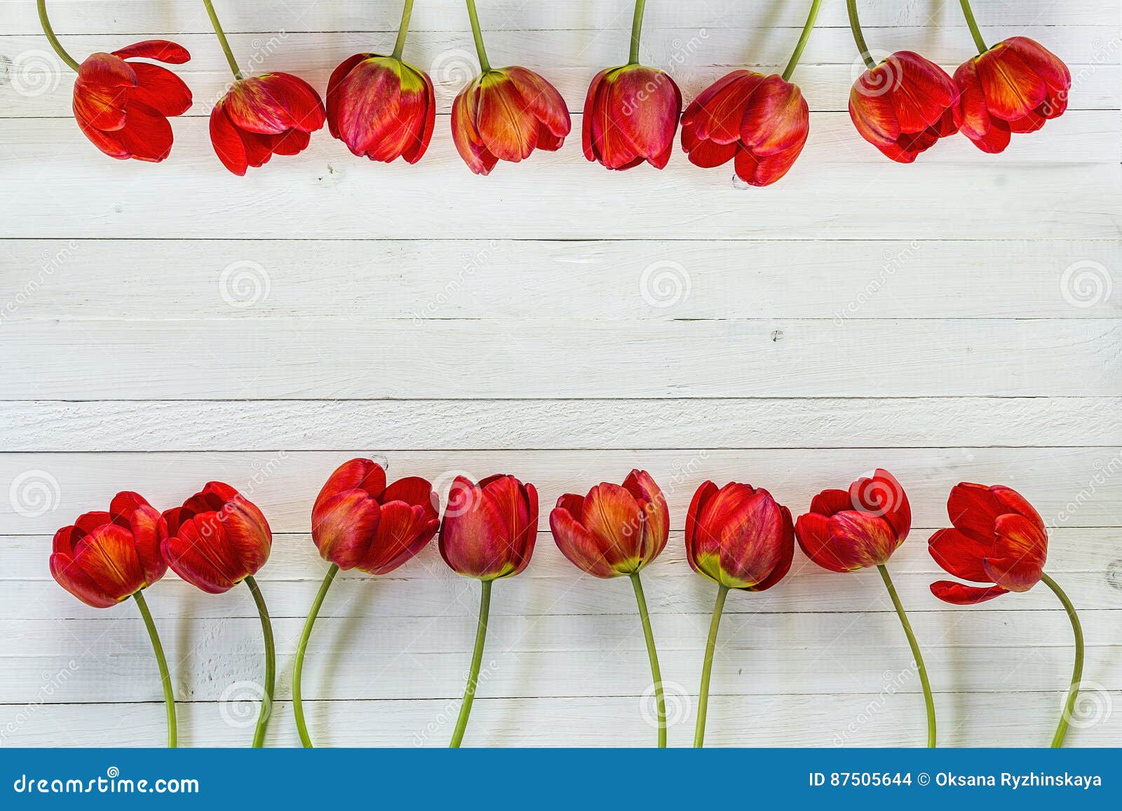 Background with a Border of Red Tulips on a White Painted Boards Stock ...