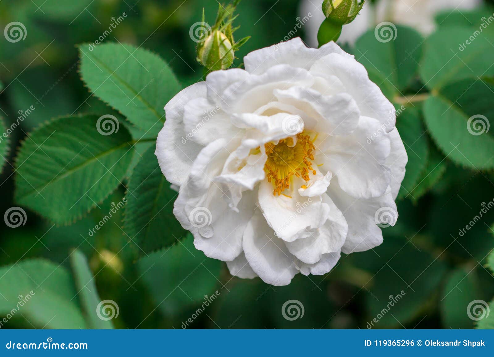 Background of Bouquet of White Blooming Rose Bush Stock Photo - Image ...