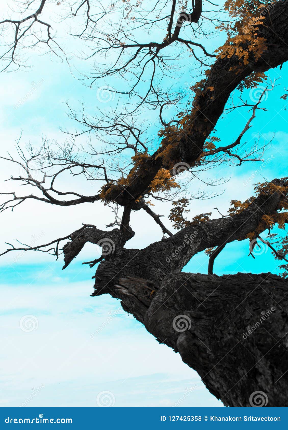 Background is a Branch of a Large Tree. Stock Photo - Image of natural ...