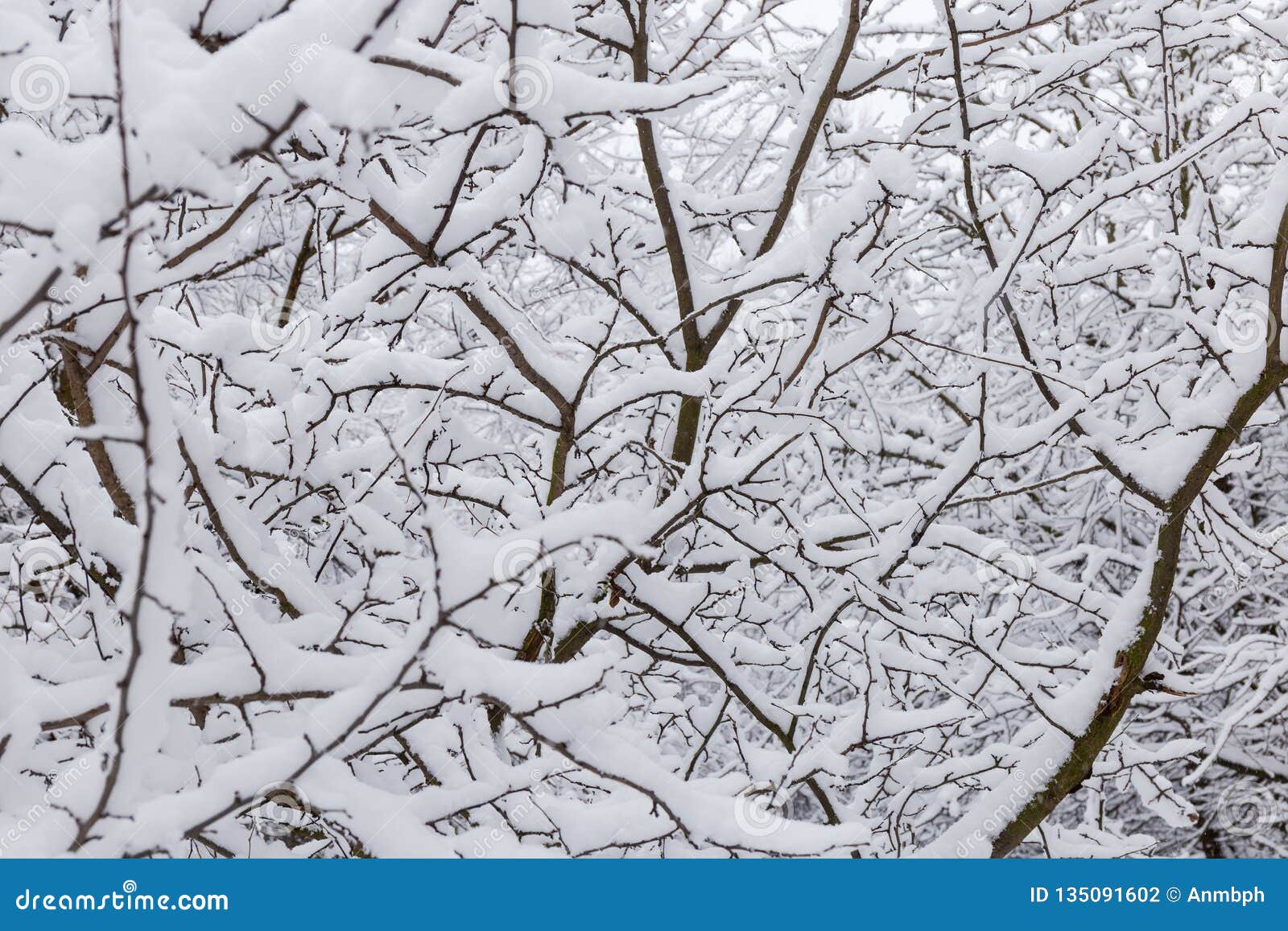 Background of Branches of Deciduous Trees Covered with Fluffy Snow ...