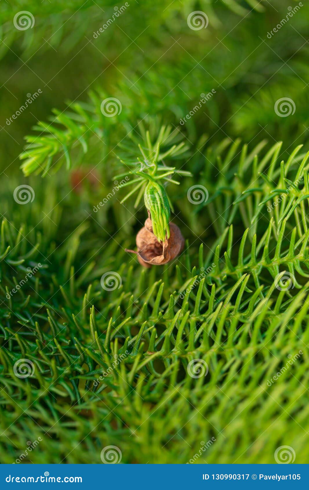 Background of Branches of a Lively Fluffy Christmas Tree Stock Image ...