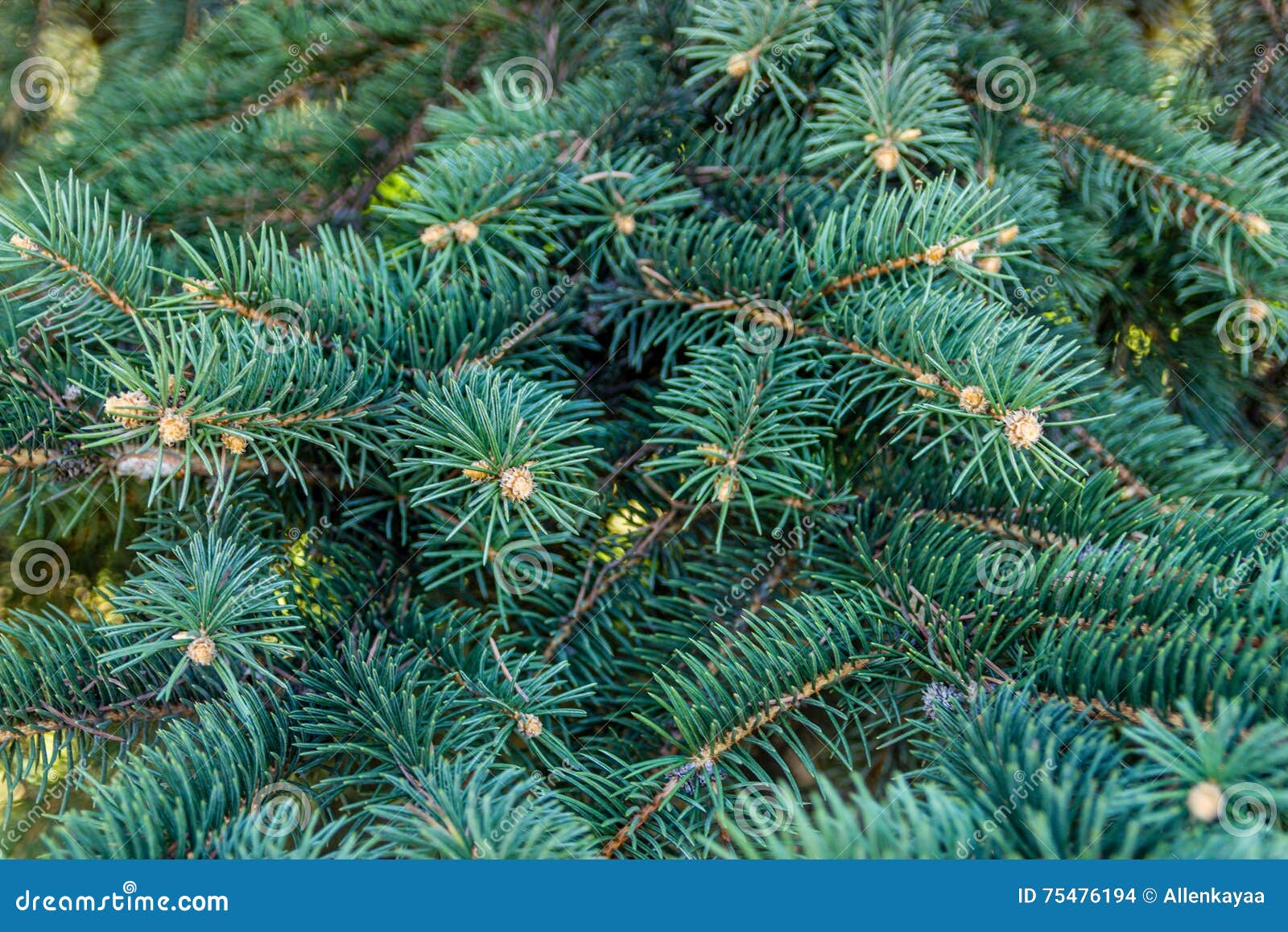 Background from Branches of a Natural Fur-tree. Blue Spruce Bran Stock ...