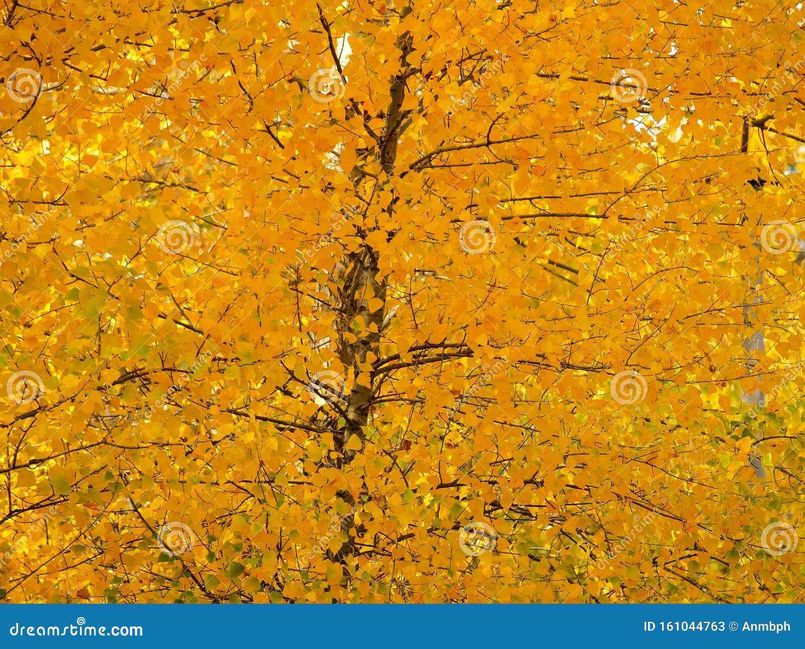 Background of the Branches of Poplar Tree with Autumn Leaves Stock ...