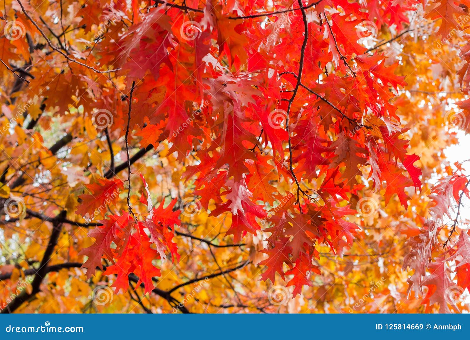 Branches of the Red Oak with Autumn Leaves Stock Image - Image of ...
