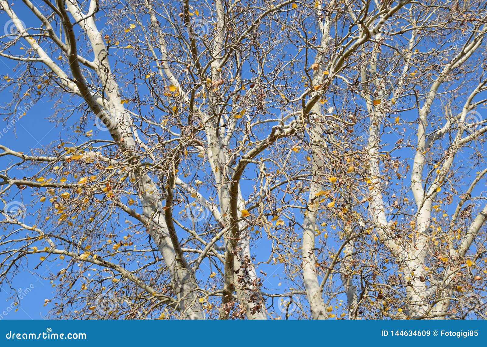 Background of the Branches of a Silver Poplar. Autumn Stock Image ...