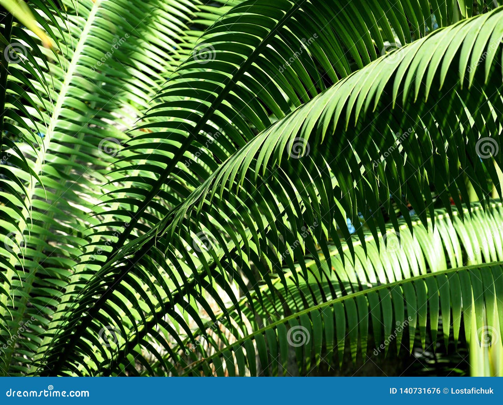 Background of Branches with Slender Green Leaves Stock Photo - Image of ...