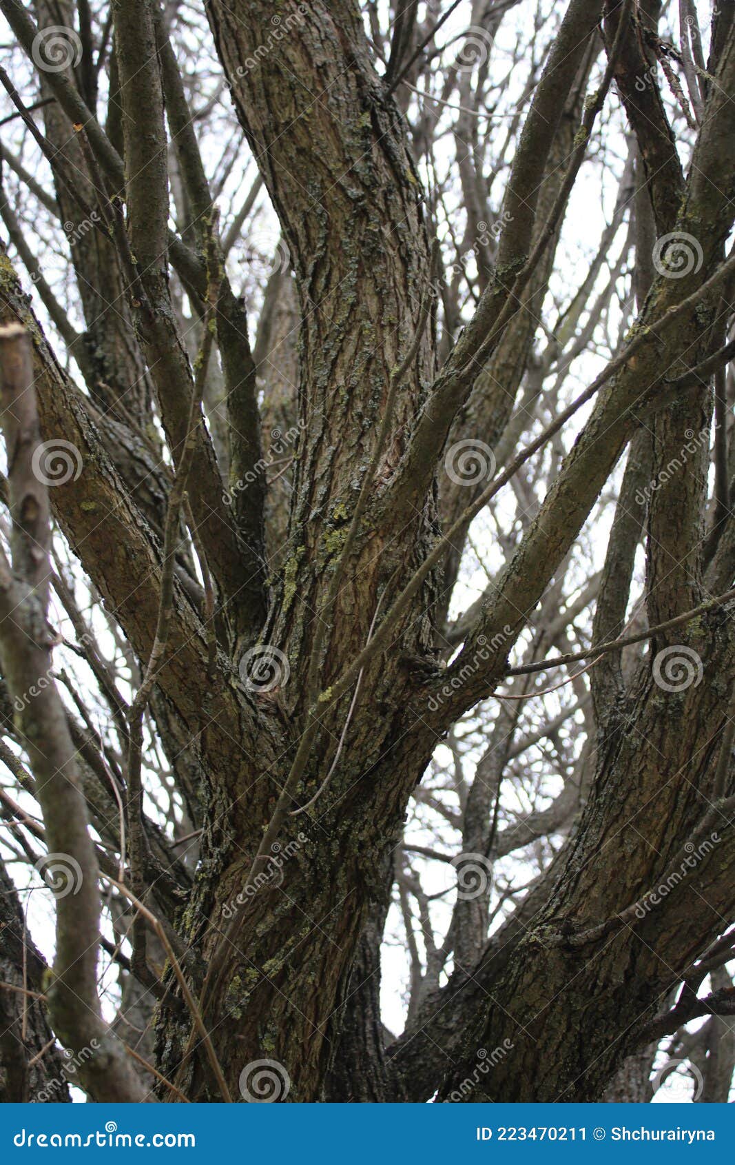 Background of a Branchy Tree without Foliage Stock Image - Image of ...