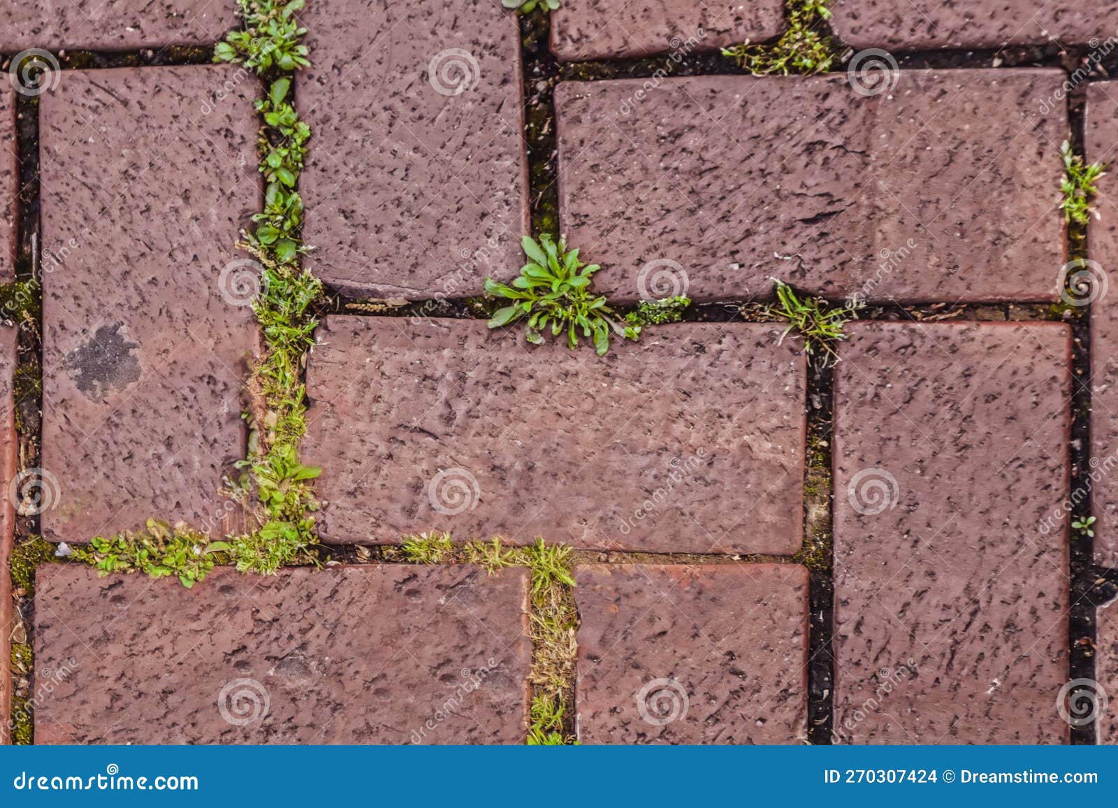 Background of Brick Path with Grass Growing through Cracks - Close-up ...