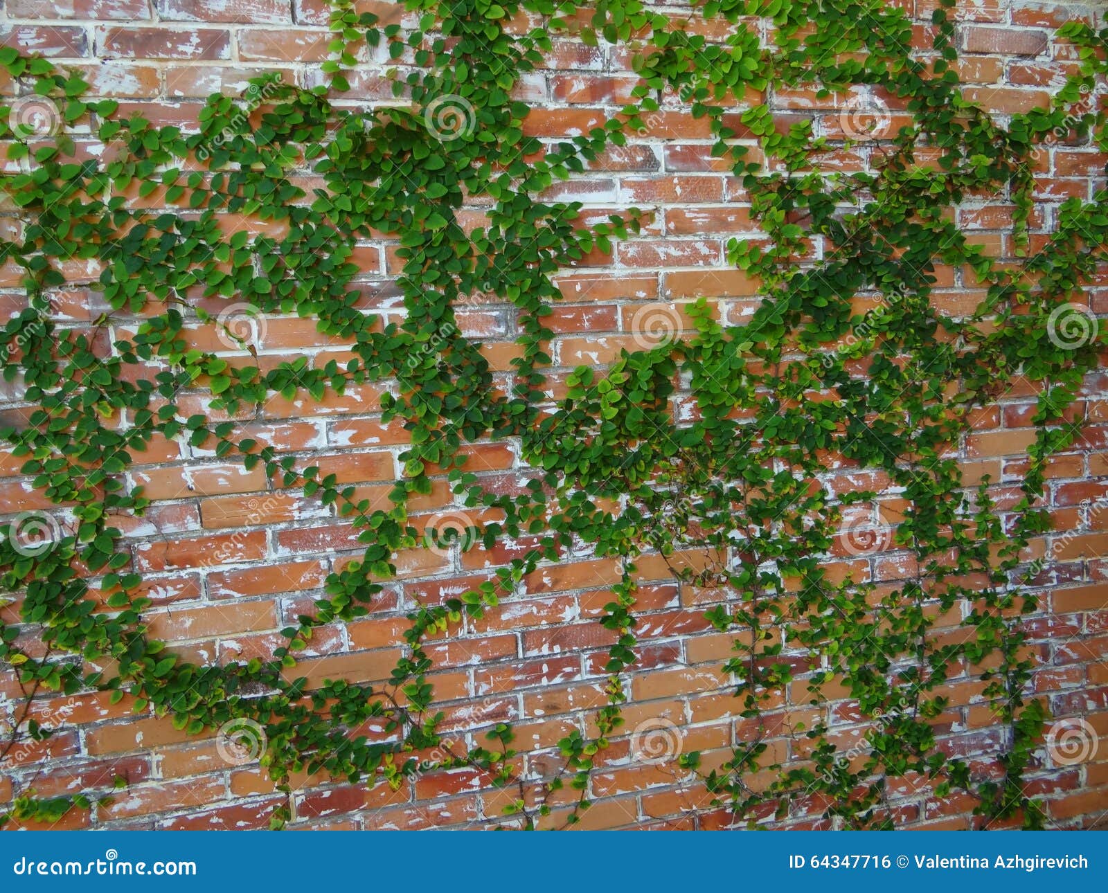 Background, Brick Wall with Ivy Stock Photo - Image of white, relief ...