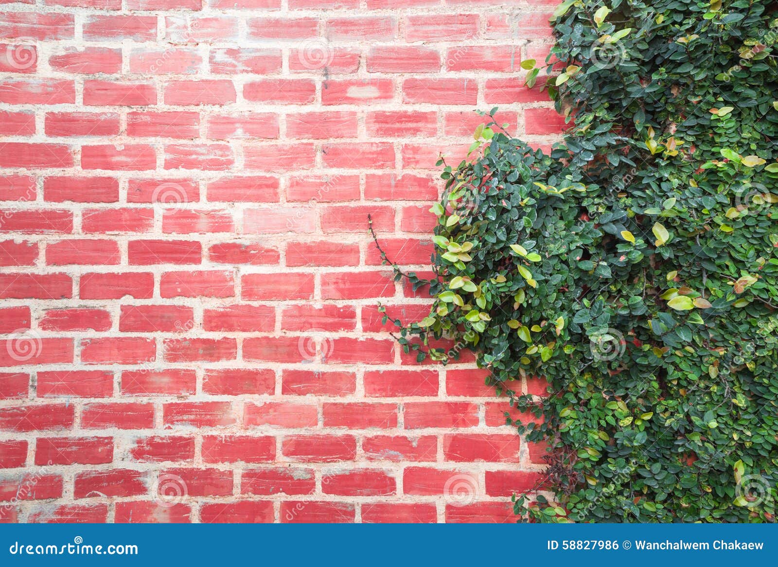 Background Brick Wall with Vine Branches Stock Photo - Image of gate ...