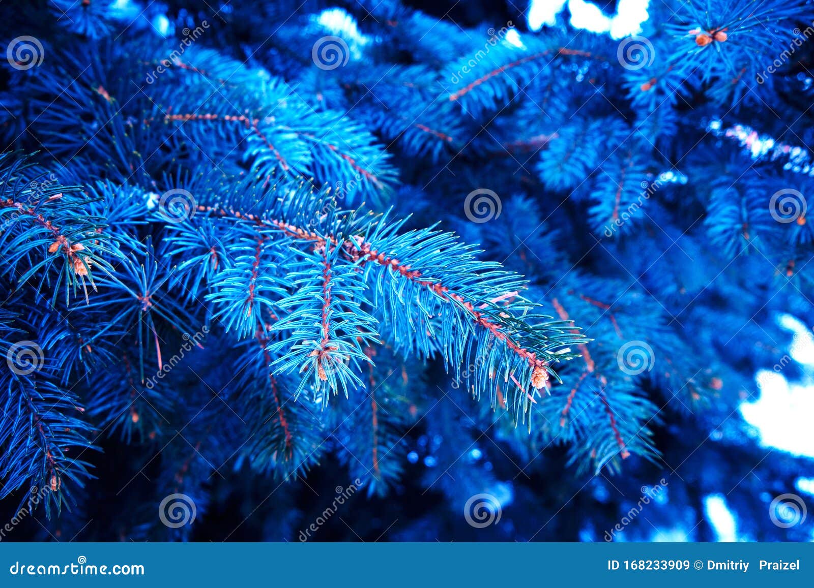Background of Bright Blue Branches of Blue Pine in Winter Stock Image ...